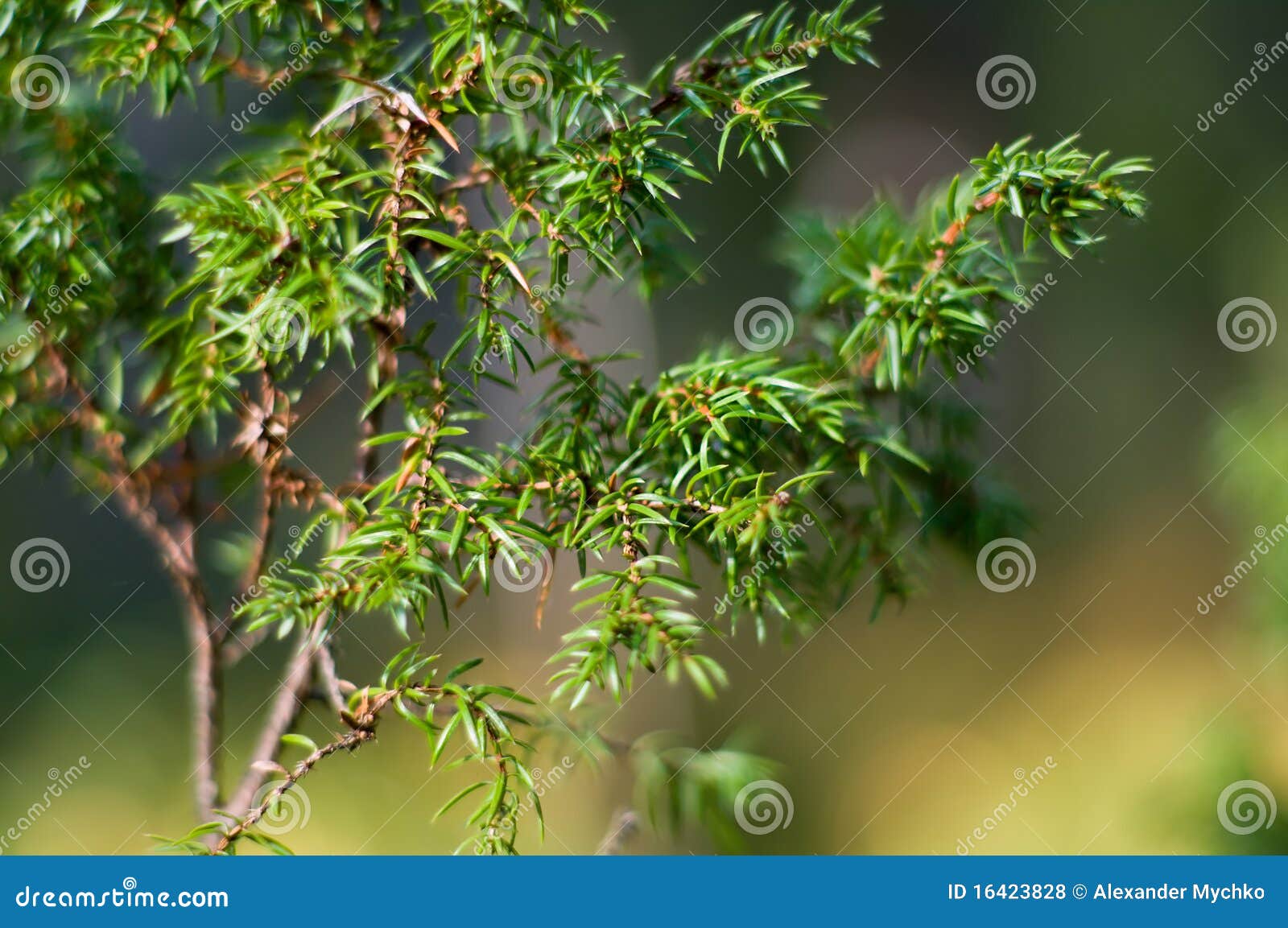 Juniper Shrub With Berries In The Garden. Juniperus Horizontalis Moench ...