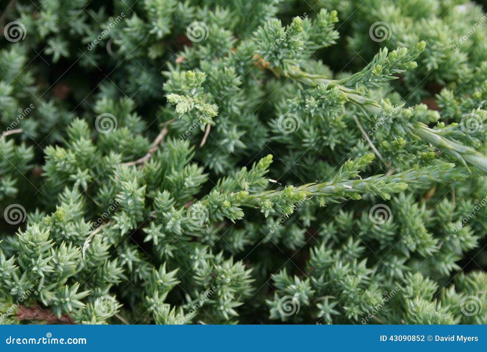 Juniper Shrub With Berries In The Garden. Juniperus Horizontalis Moench ...