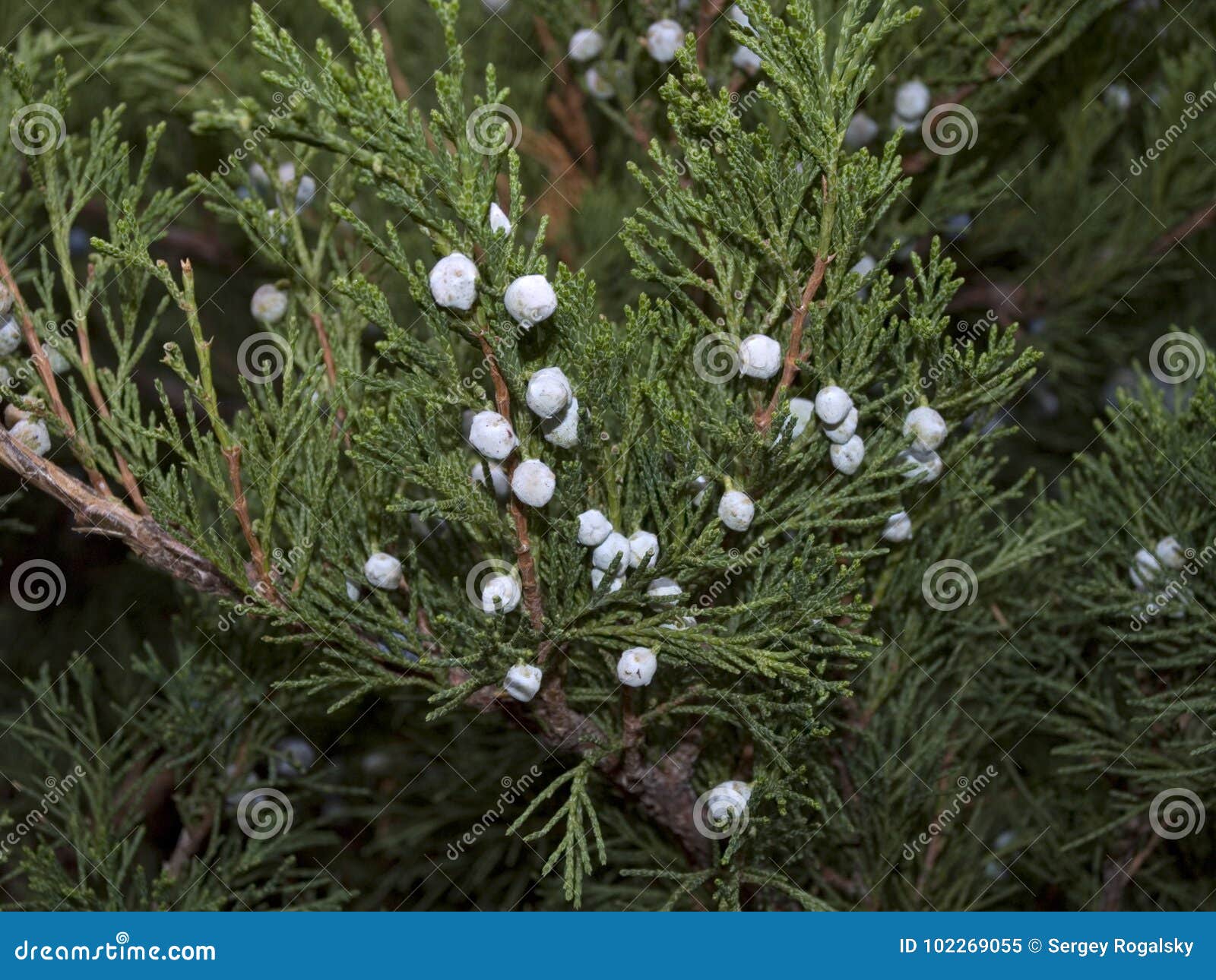 Juniper shrub with cones stock image. Image of shrub - 102269055