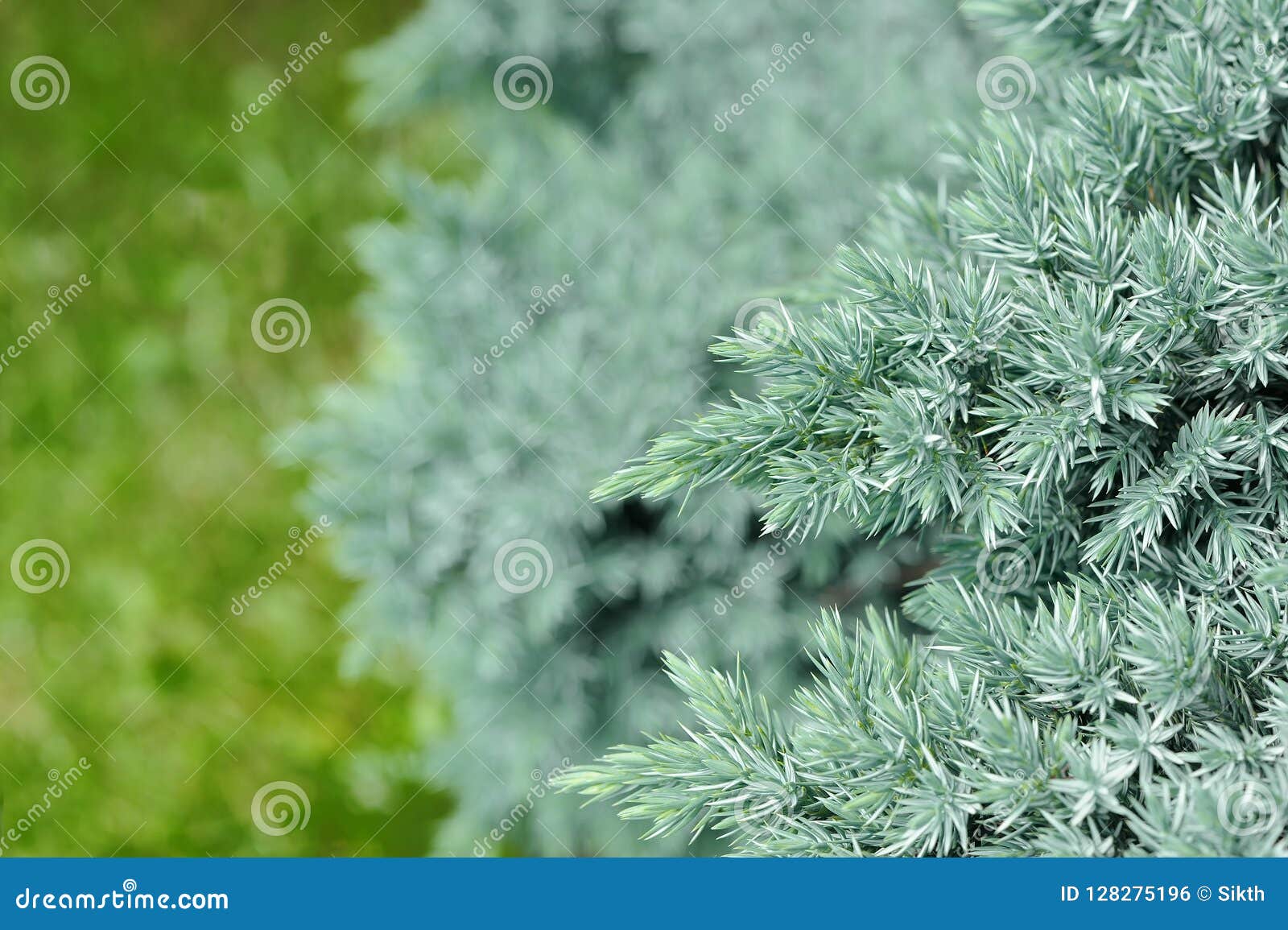 Juniper Shrub With Berries In The Garden. Juniperus Horizontalis Moench ...