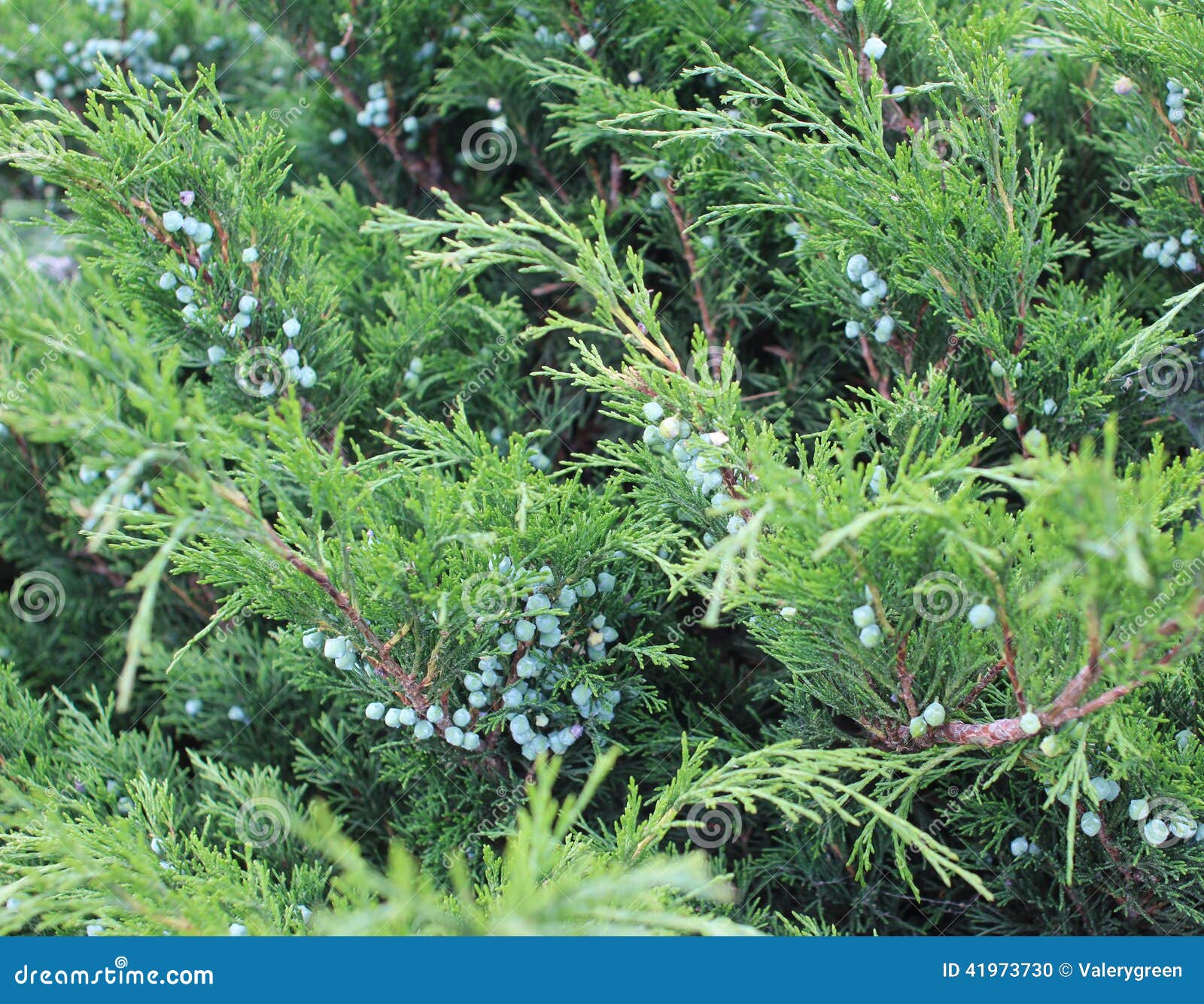 Juniper Shrub in the Garden Stock Photo - Image of formal, tree: 41973730