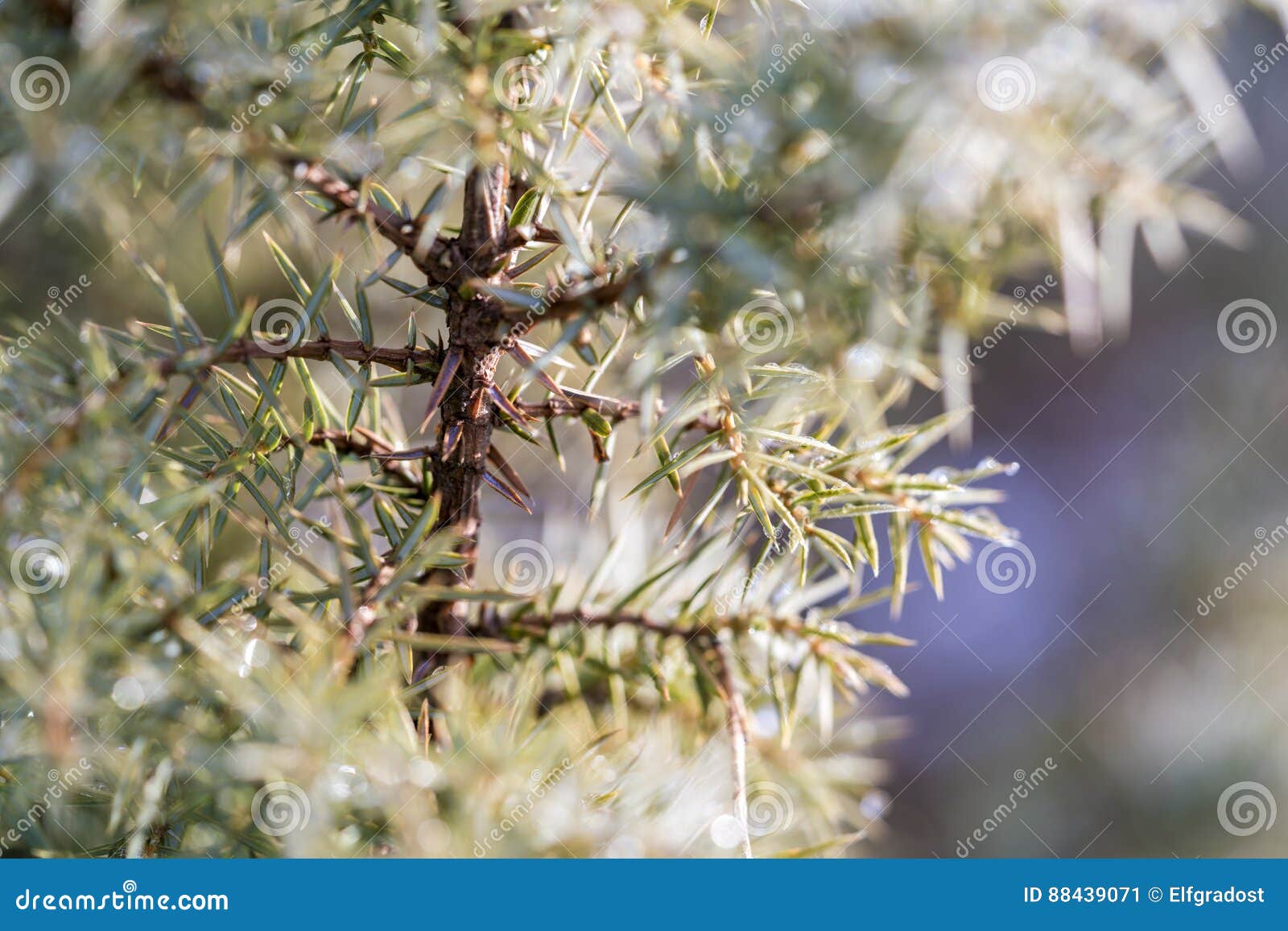 Juniper shrub needles stock image. Image of scenic, background - 88439071