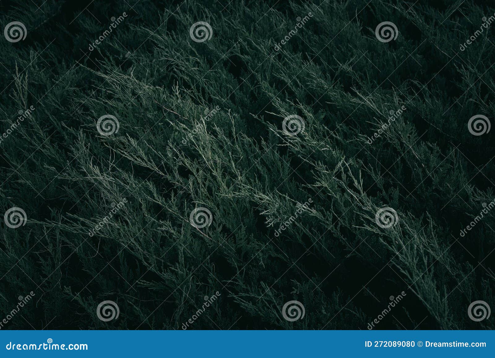 Juniper shrub texture stock photo. Image of outdoors - 272089080