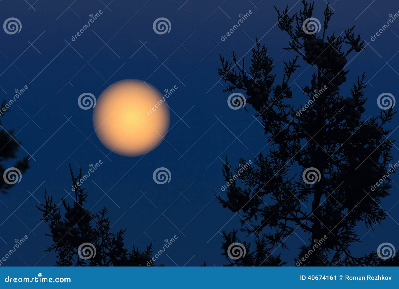 Juniper Silhouette. Full Moon. Stock Image - Image of juniper, full ...