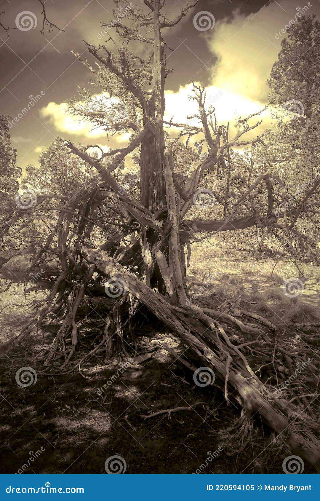 Juniper Skeleton Tree stock image. Image of hiking, deschutes - 220594105
