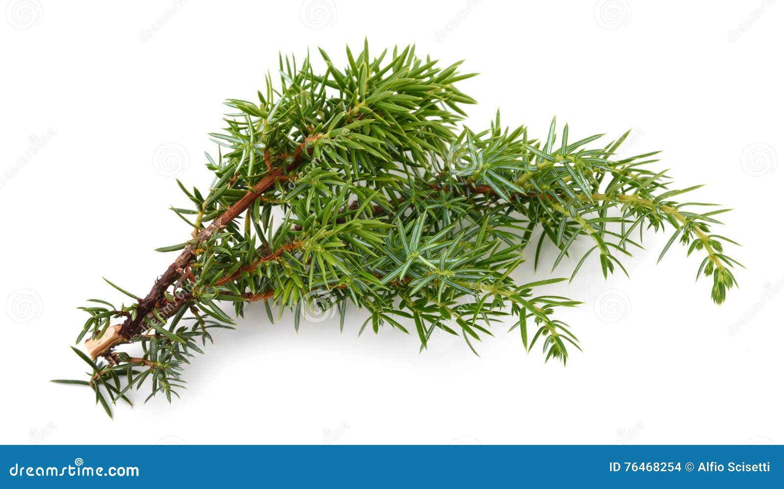 Juniper sprig isolated stock photo. Image of foliage - 76468254