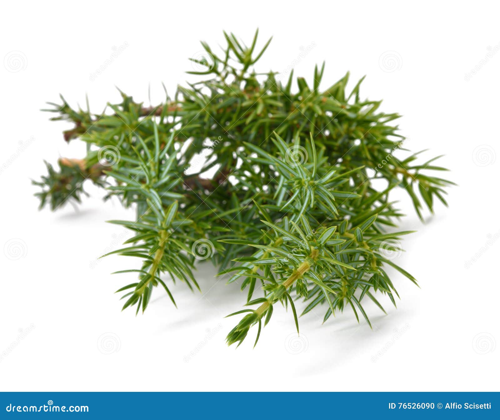 Juniper sprig isolated stock photo. Image of conifer - 76526090