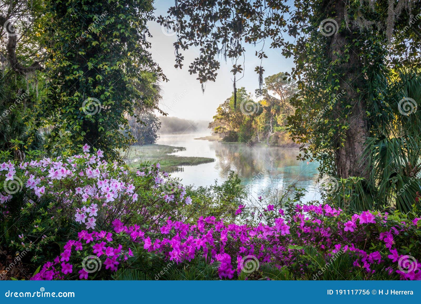 Azaleas Blooming by Rainbow Springs in Florida Stock Photo - Image of ...