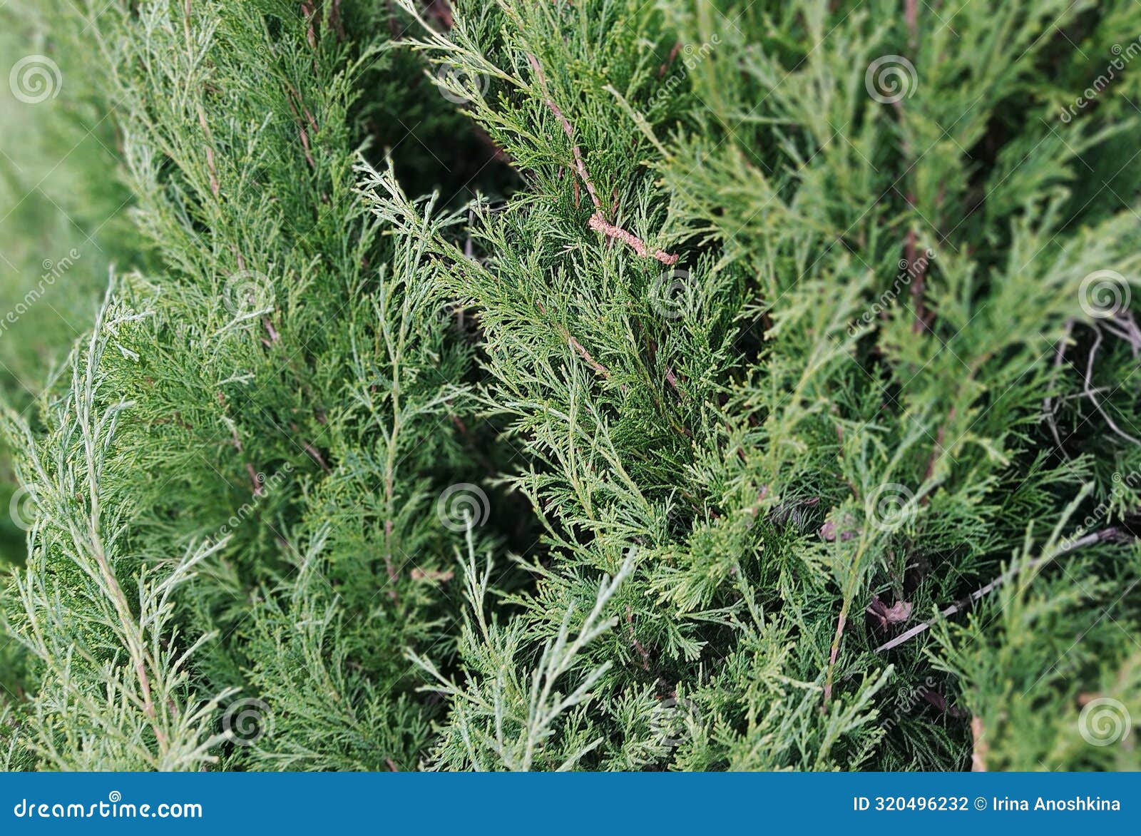 Juniper Texture Stock Photo | CartoonDealer.com #35235792