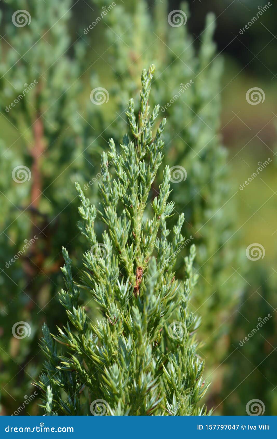 Juniper Stricta stock image. Image of botany, swedish - 157797047