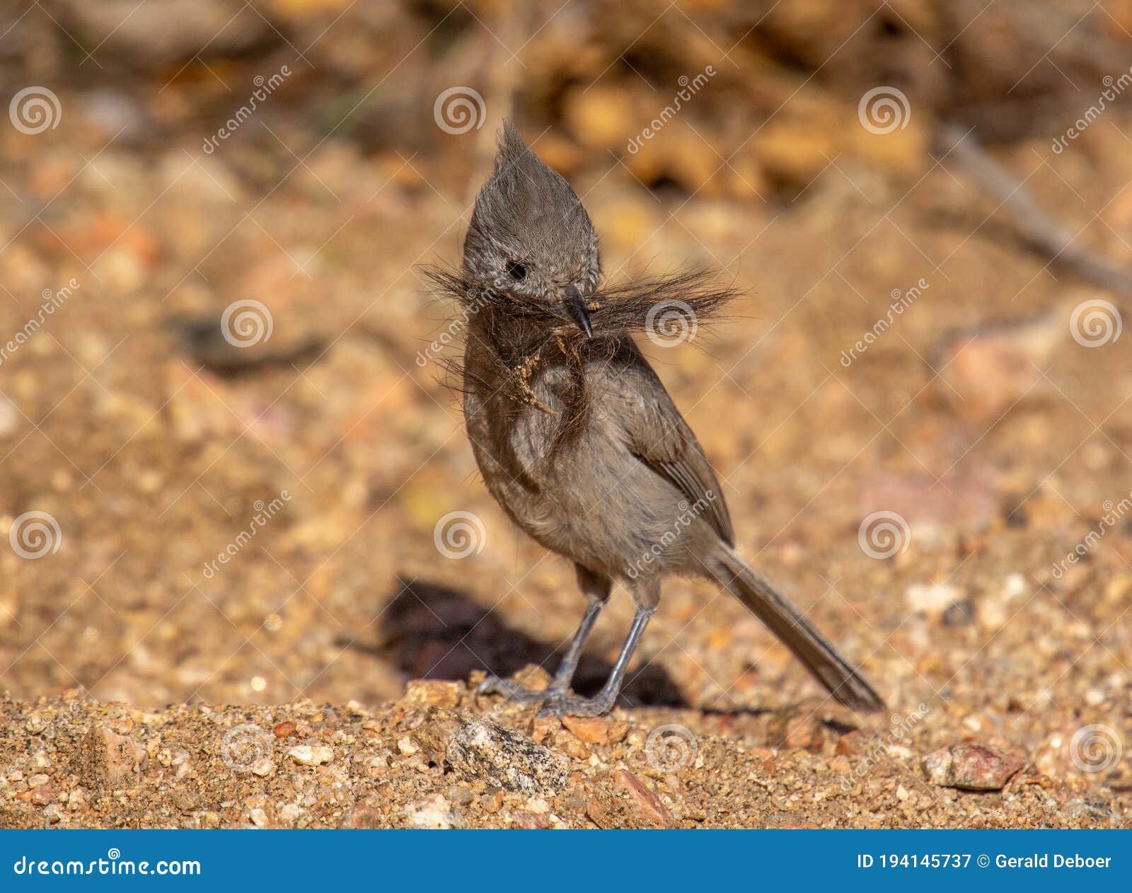 Juniper Titmouse, Baeolophus Ridgwayi, And Bird Table Stock Photography ...