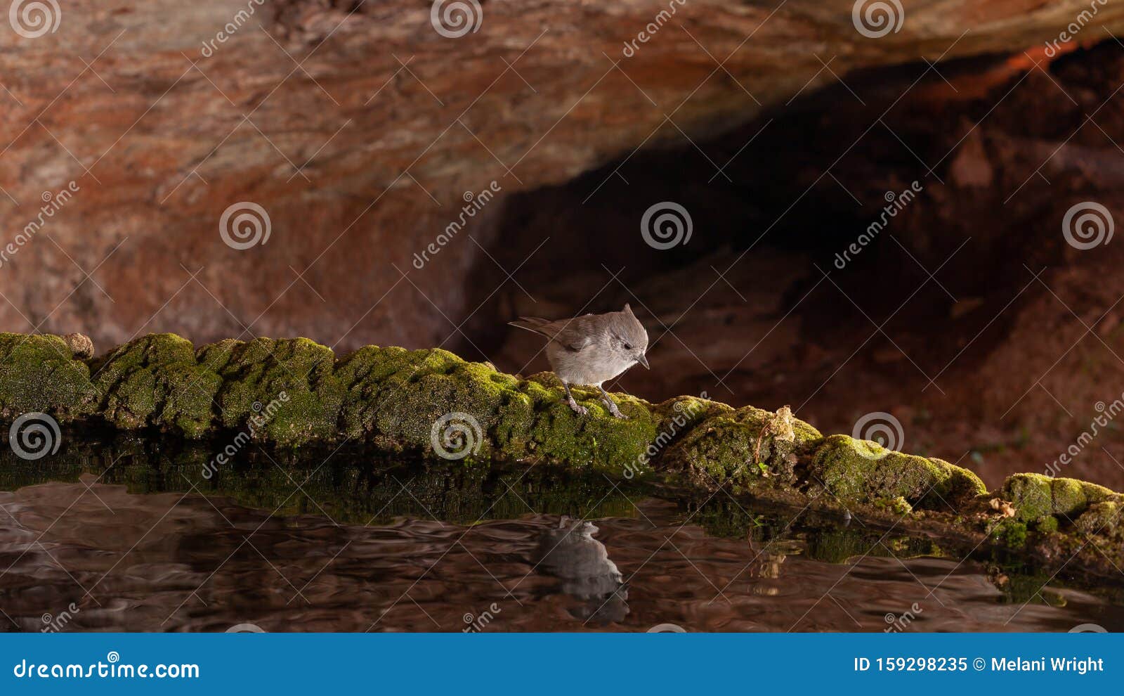 Juniper Titmouse, Baeolophus Ridgwayi, And Bird Table Stock Photography ...