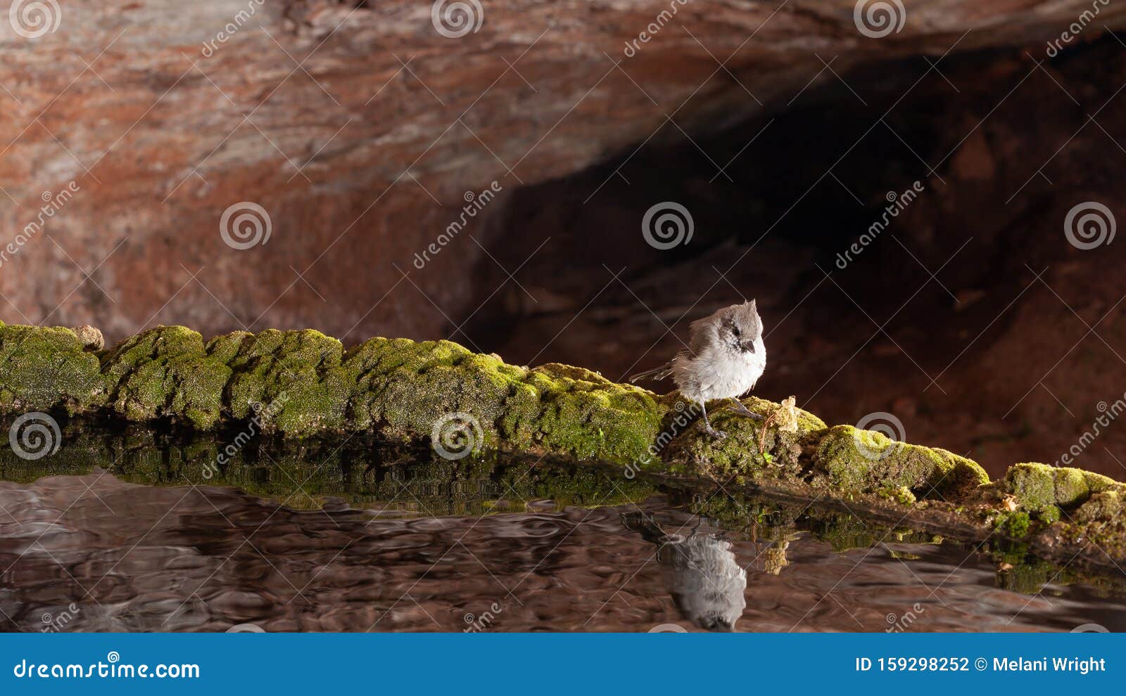 Juniper Titmouse, Baeolophus Ridgwayi, And Bird Table Stock Photography ...