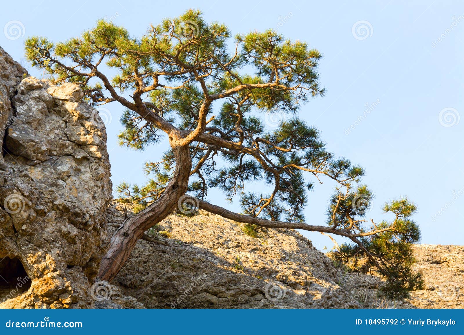 Juniper tree stock photo. Image of flora, juniper, mount - 10495792