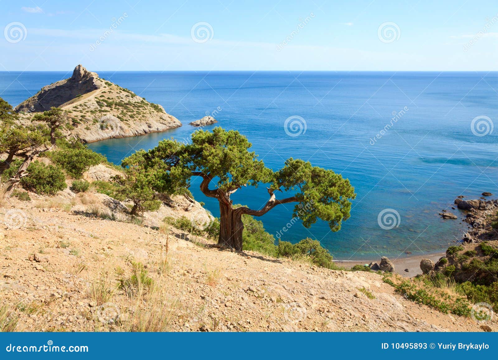 Juniper tree stock image. Image of summer, season, idyll - 10495893