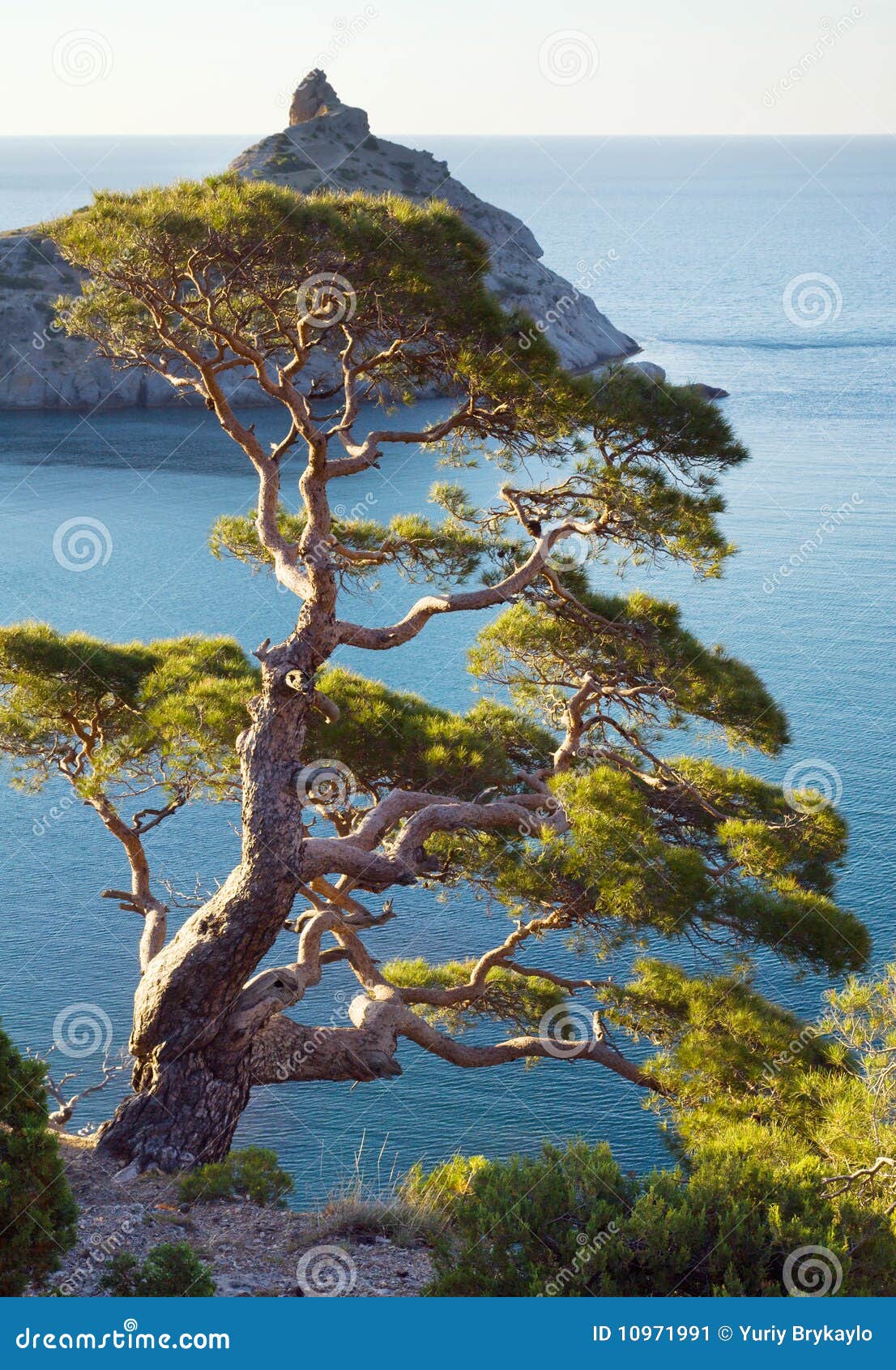 Juniper tree stock image. Image of evergreen, reserve - 10971991