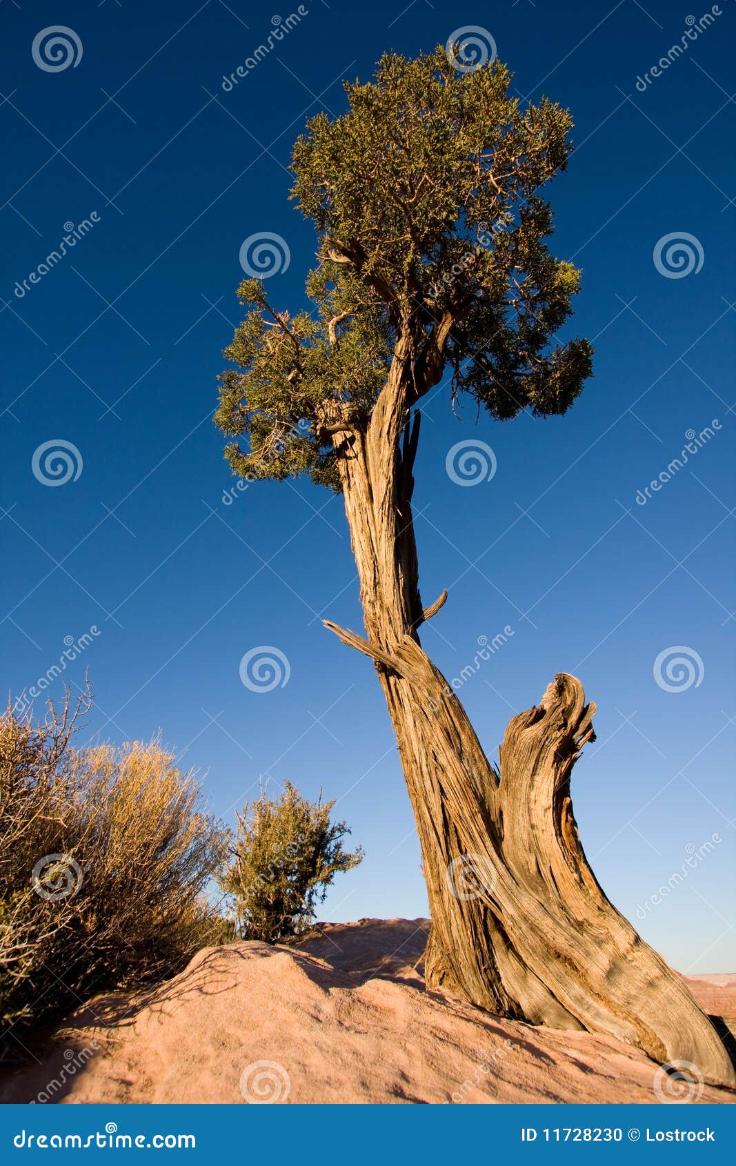 Juniper tree stock photo. Image of osteosperma, outdoors - 11728230