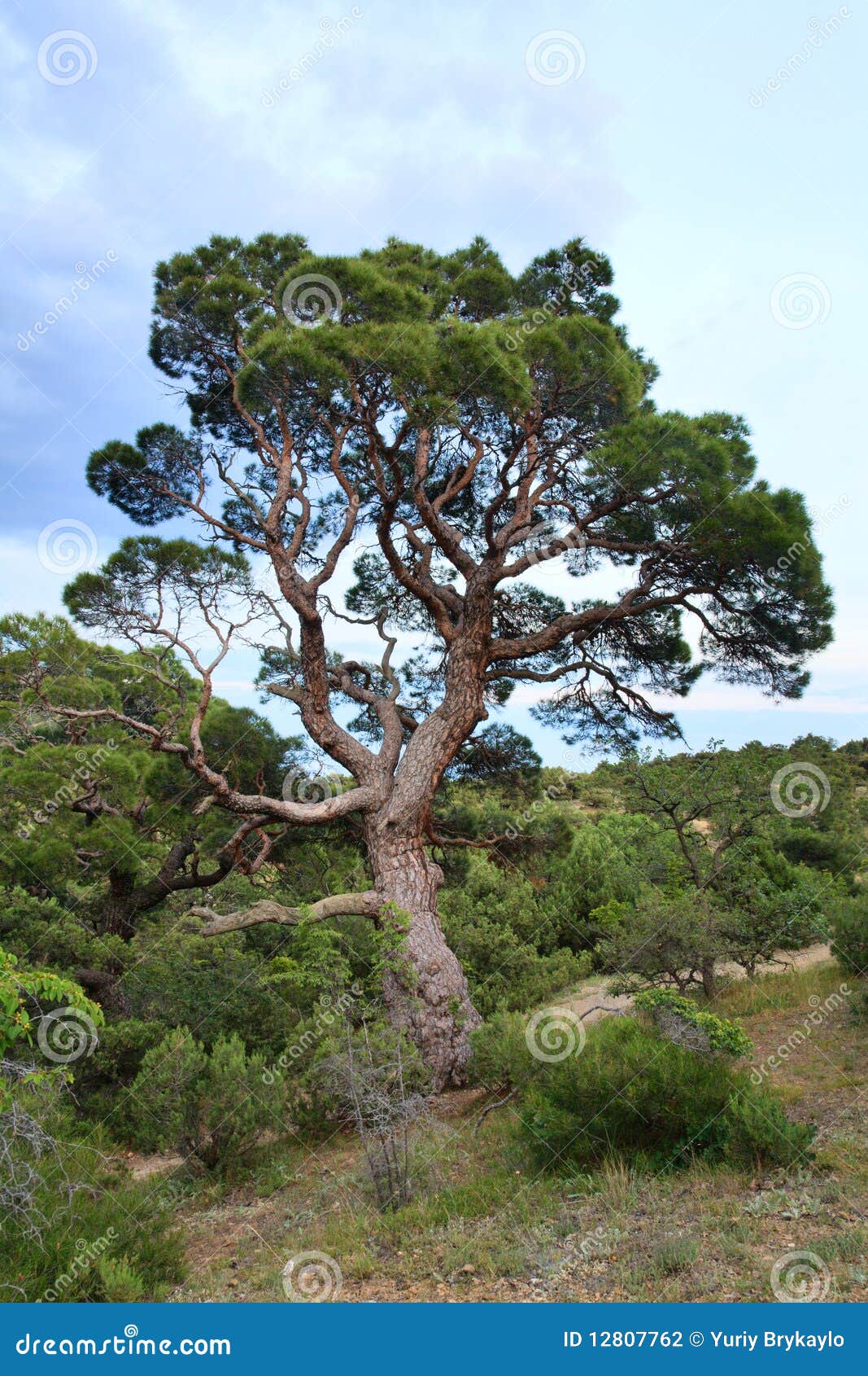 Juniper tree stock photo. Image of footway, flora, season - 12807762