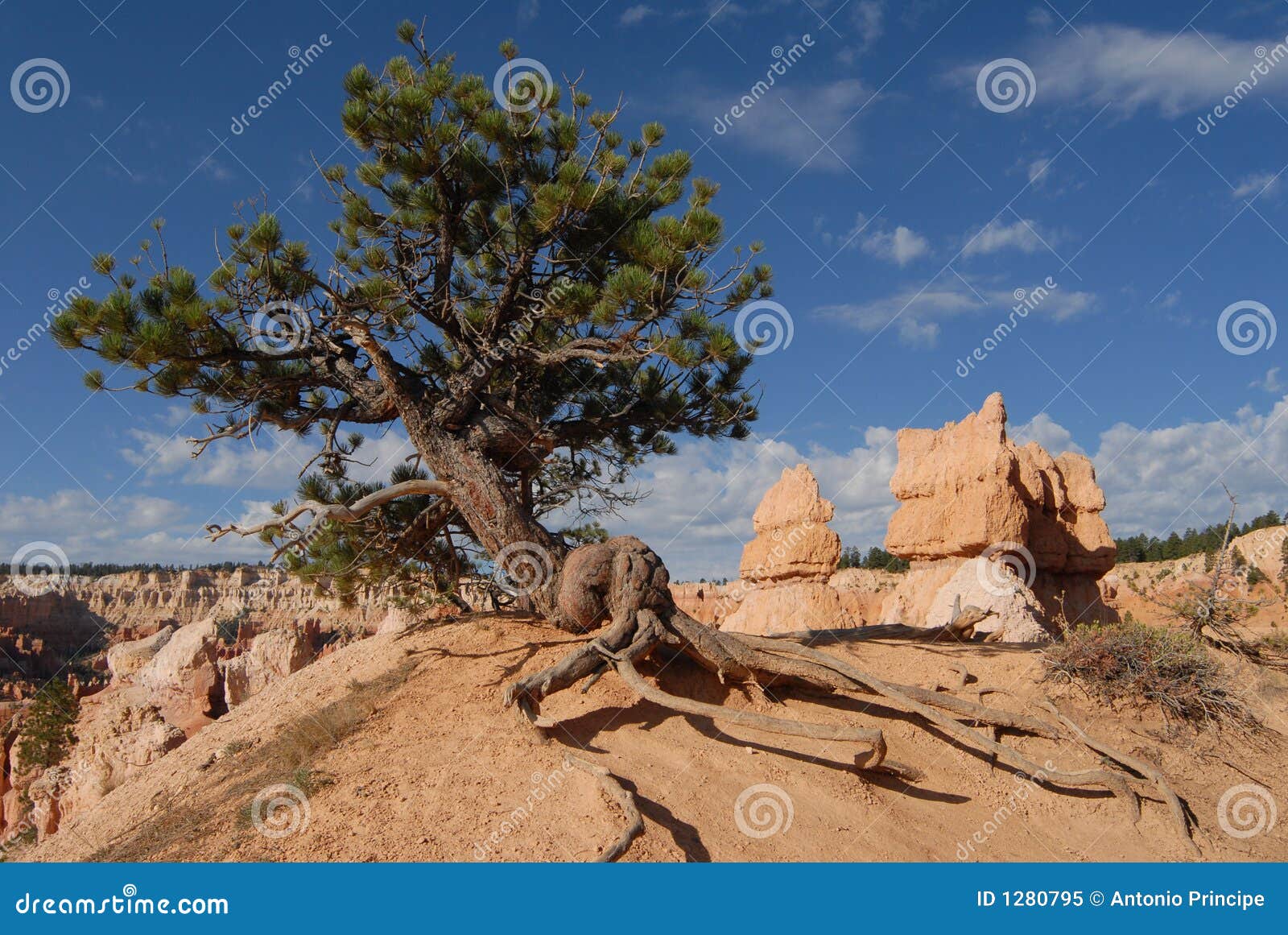 Juniper Tree Bent By Wind. Famous Landmark In El Hierro, Canary Islands ...