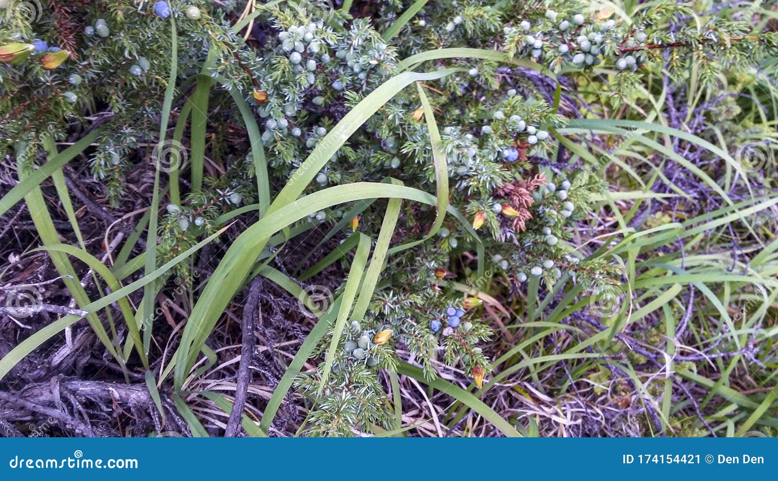 The juniper tree stock image. Image of juniper, flower - 174154421