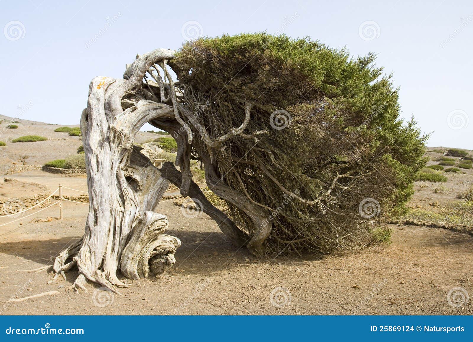 Juniper tree stock photo. Image of plants, phoenicea - 25869124