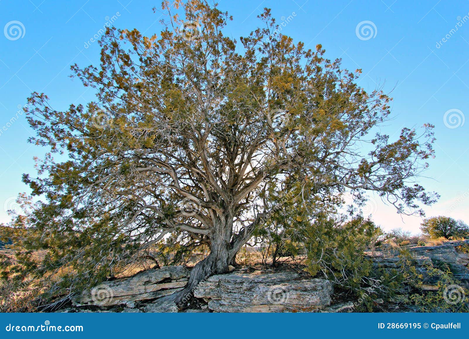 Juniper Tree Royalty-Free Stock Photography | CartoonDealer.com #1280795