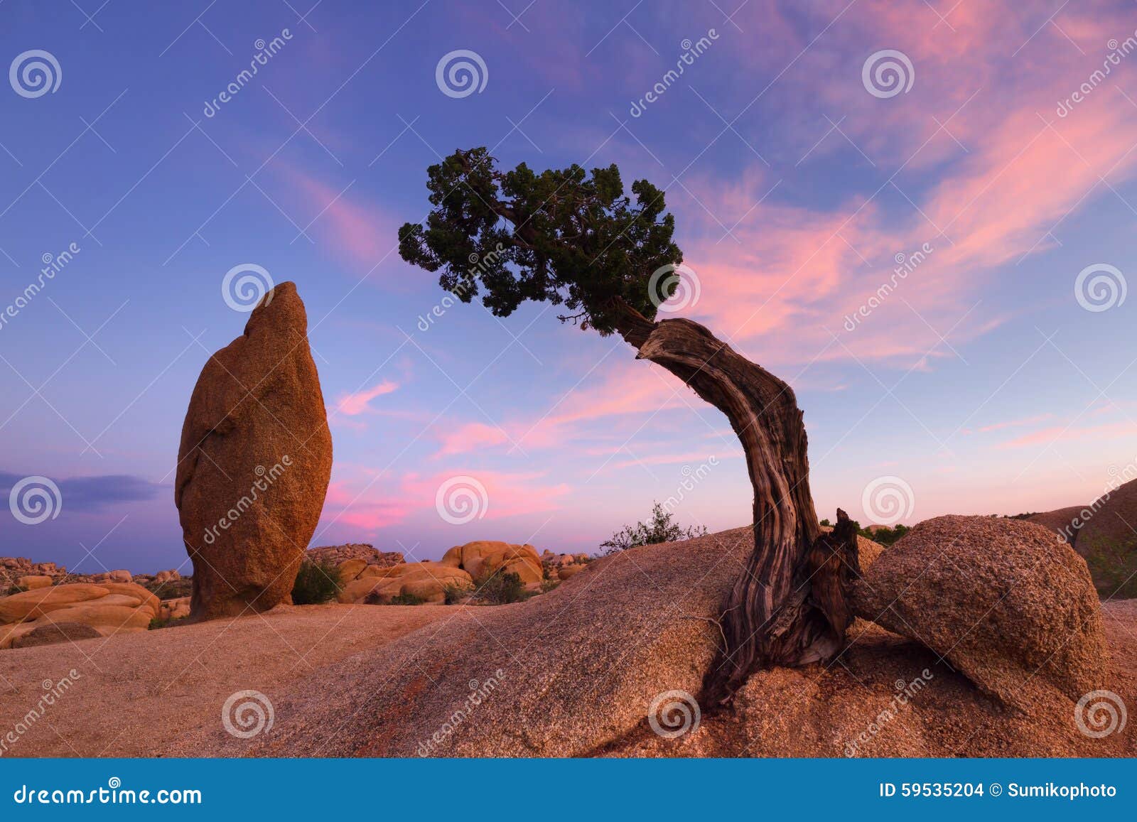Juniper Tree and Balance Rock Stock Photo - Image of california, park ...