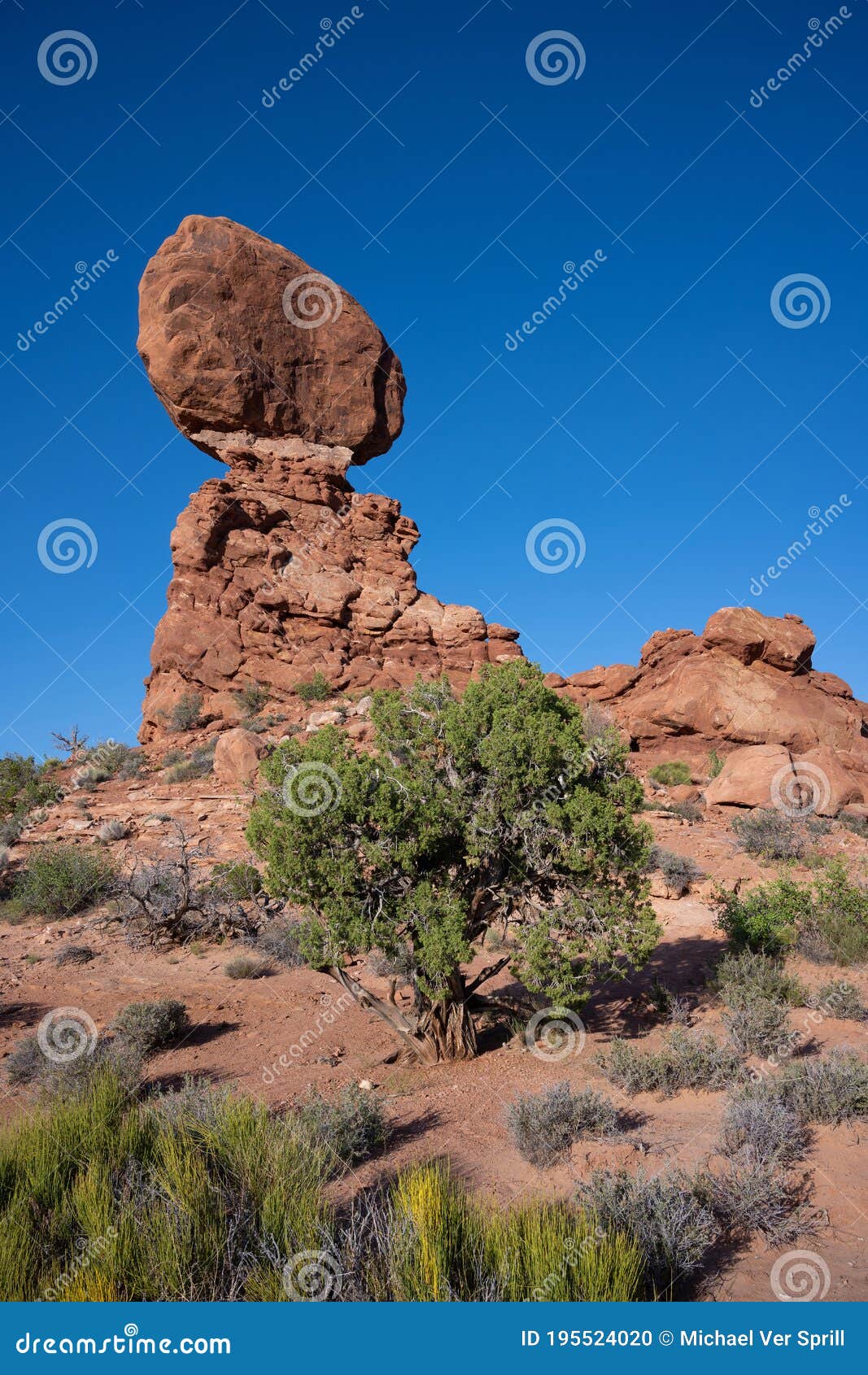 Juniper Tree and Balanced Rock in Moab Utah Stock Photo - Image of ...