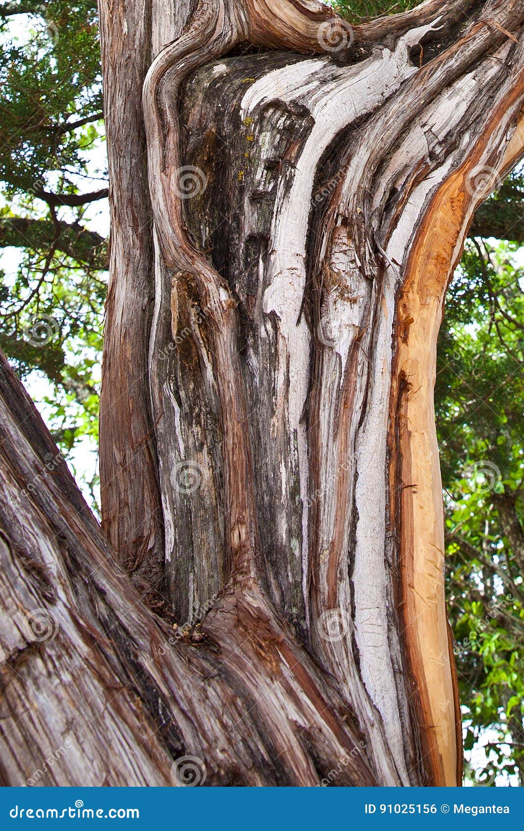 Juniper Tree Bark stock photo. Image of juniper, trees - 91025156