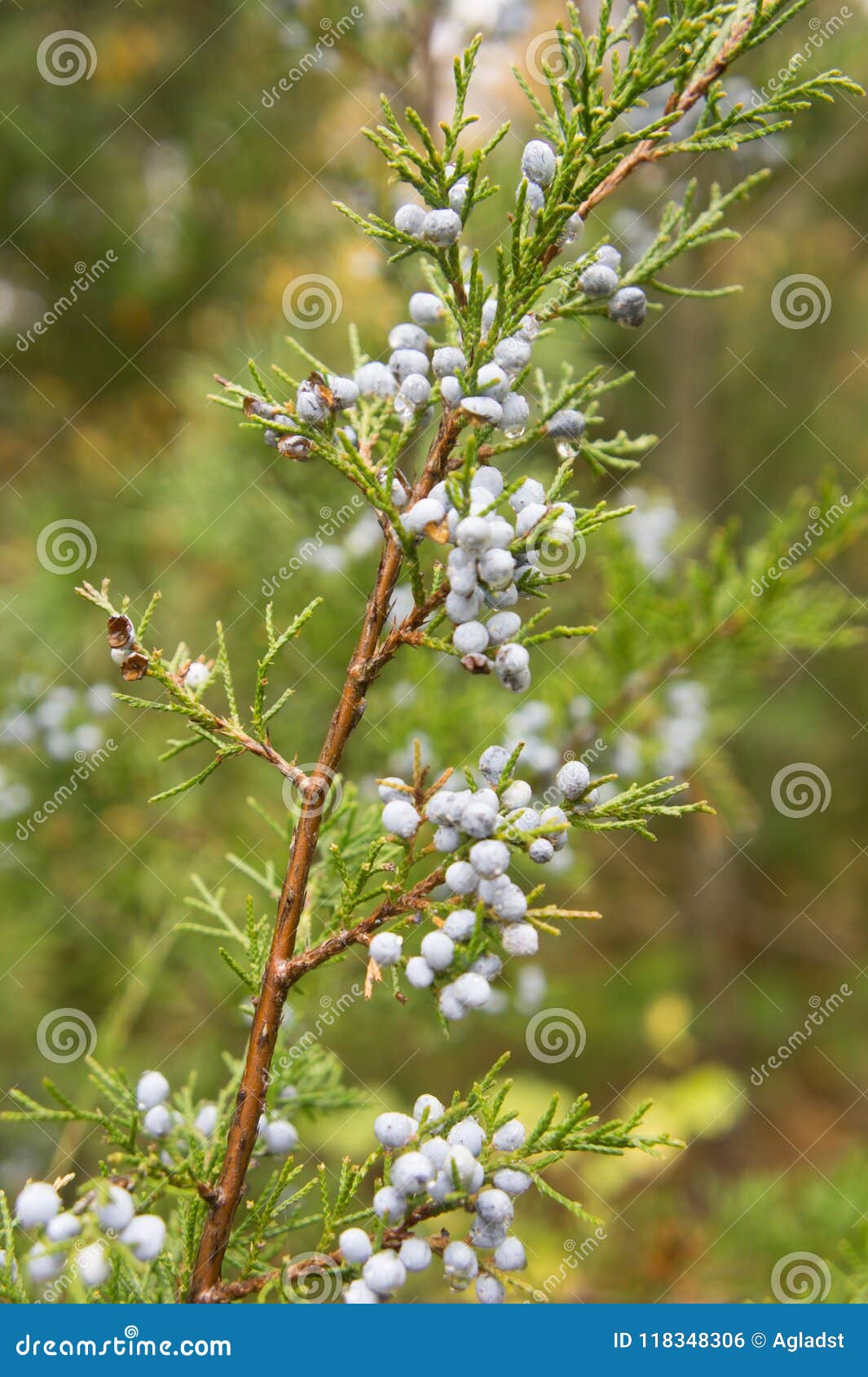Juniper tree branch stock photo. Image of nature, autum - 118348306