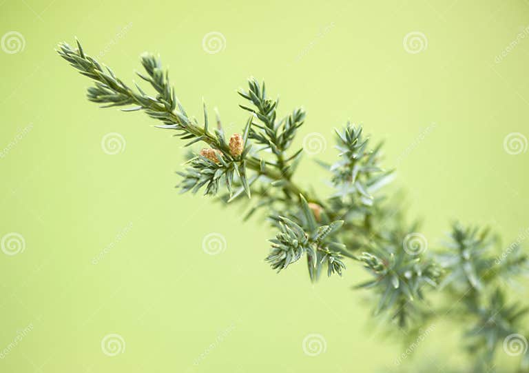 Juniper tree branch. Macro stock image. Image of single - 144431147