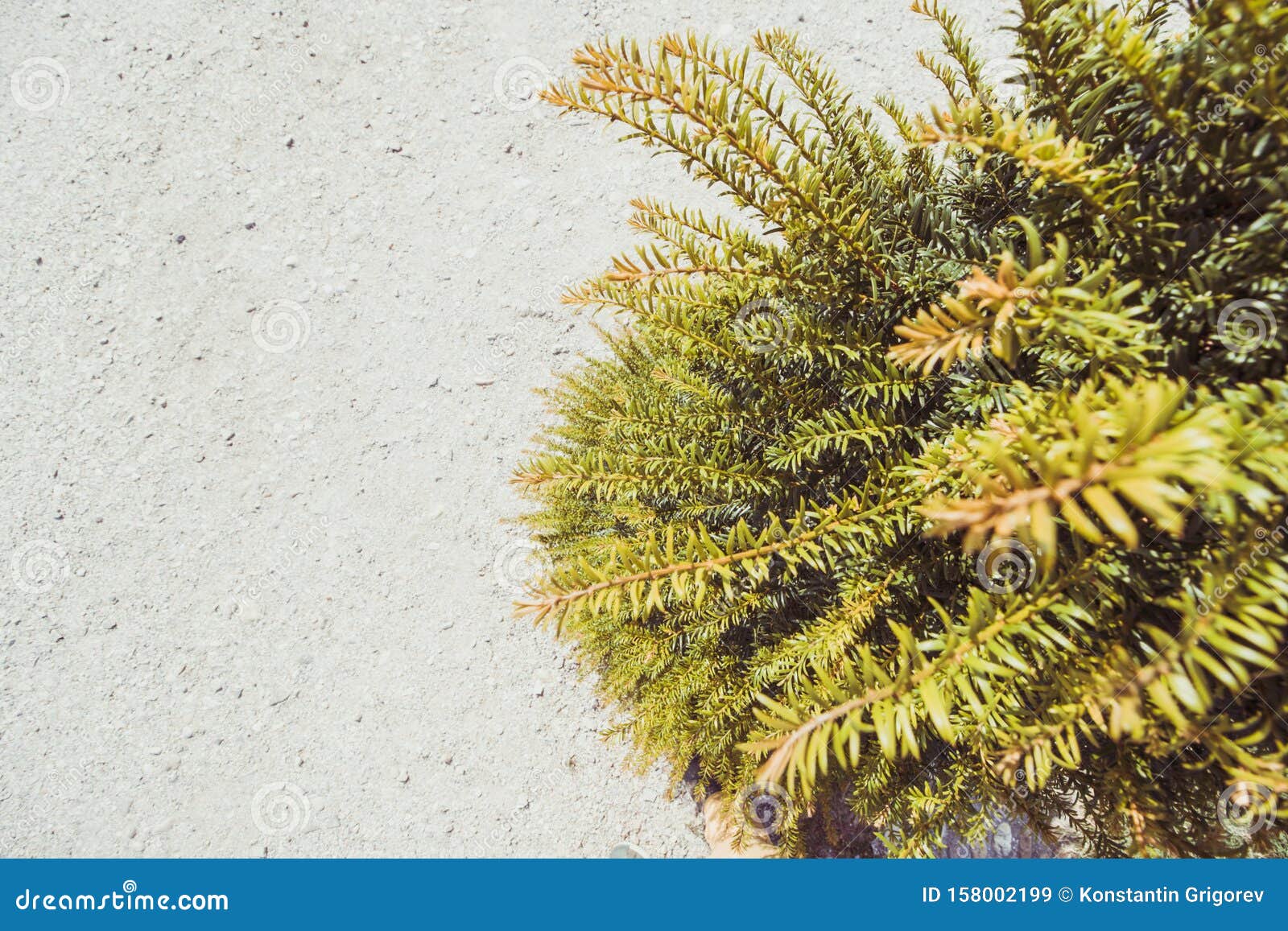 Juniper Tree Branch Texture Green Needle Background Stock Image - Image ...