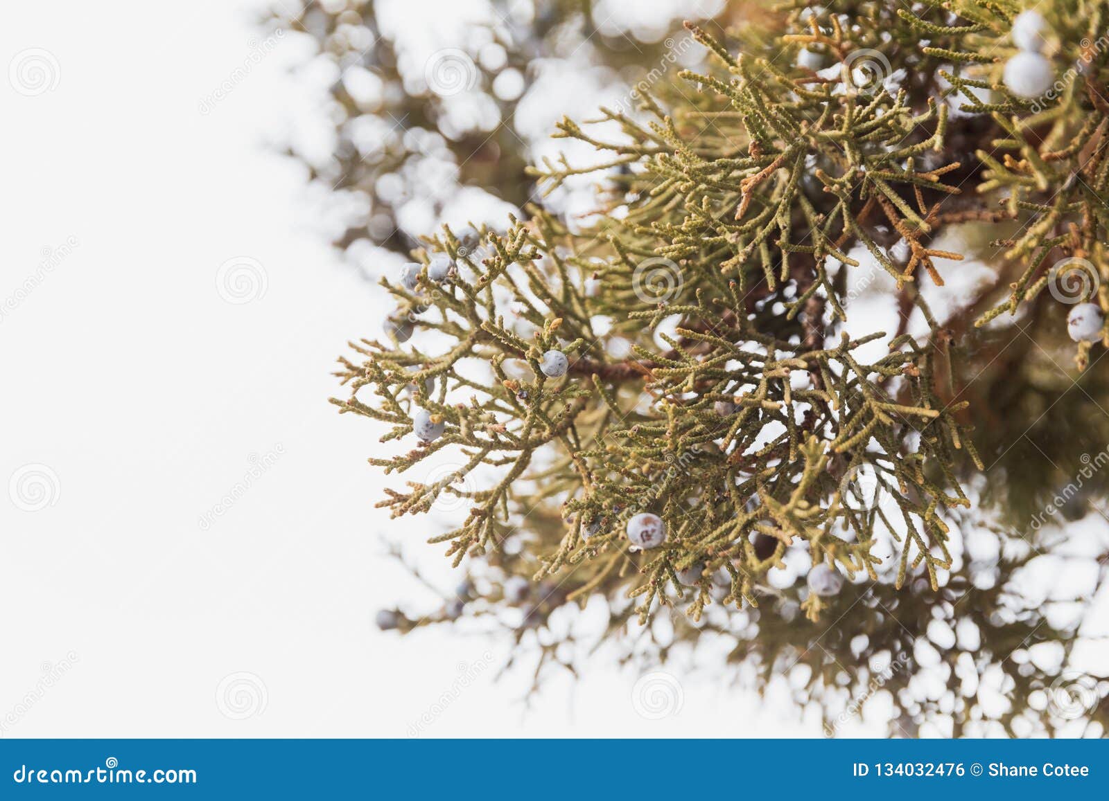 Juniper Tree Branches, Juniper Berries, Western Juniper Berry Tree ...