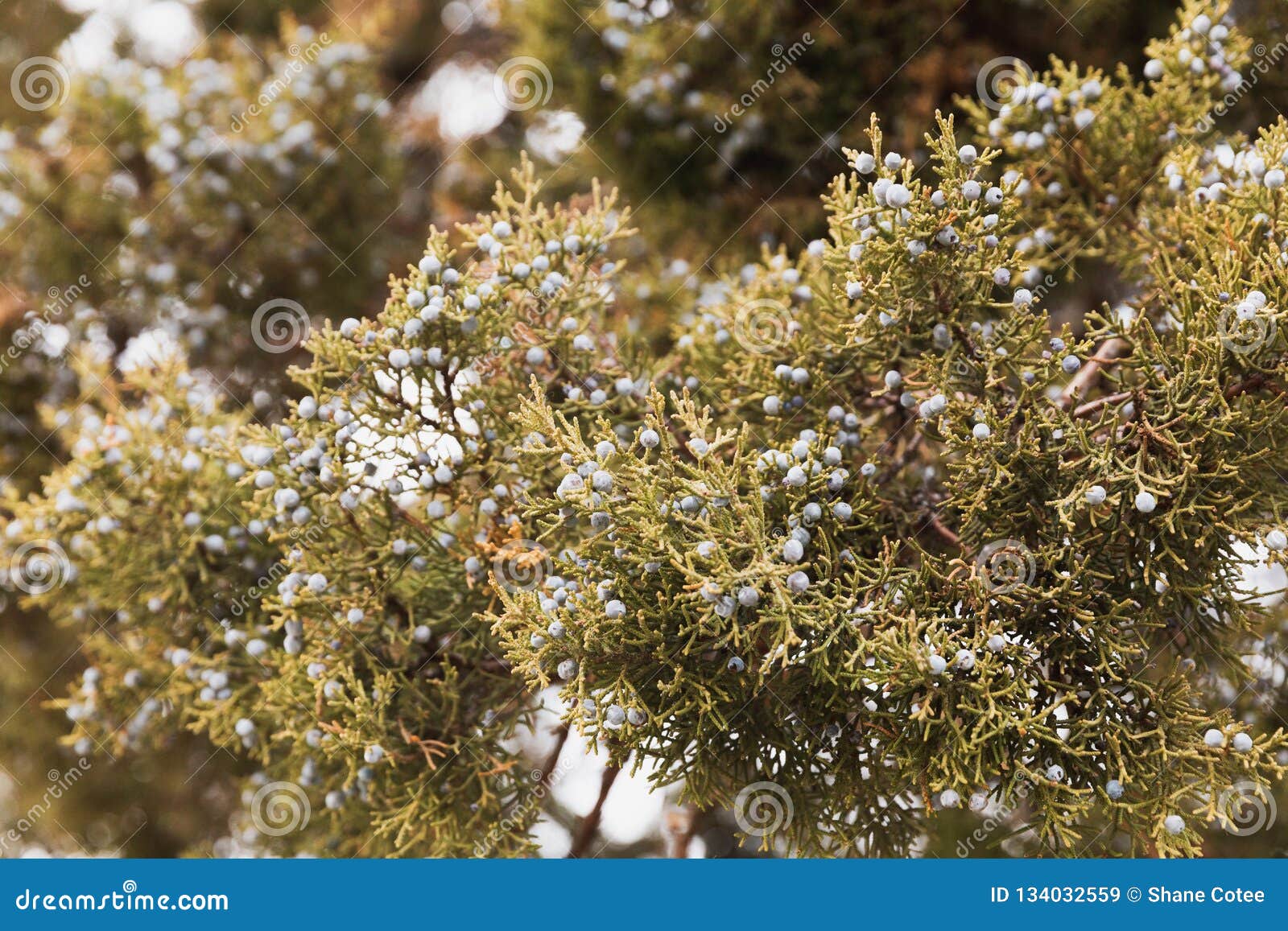 Juniper Tree Branches, Juniper Berries, Western Juniper Berry Tree ...