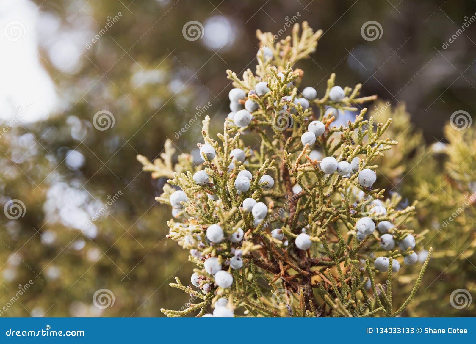 Juniper Tree Branches, Juniper Berries, Western Juniper Berry Tree ...