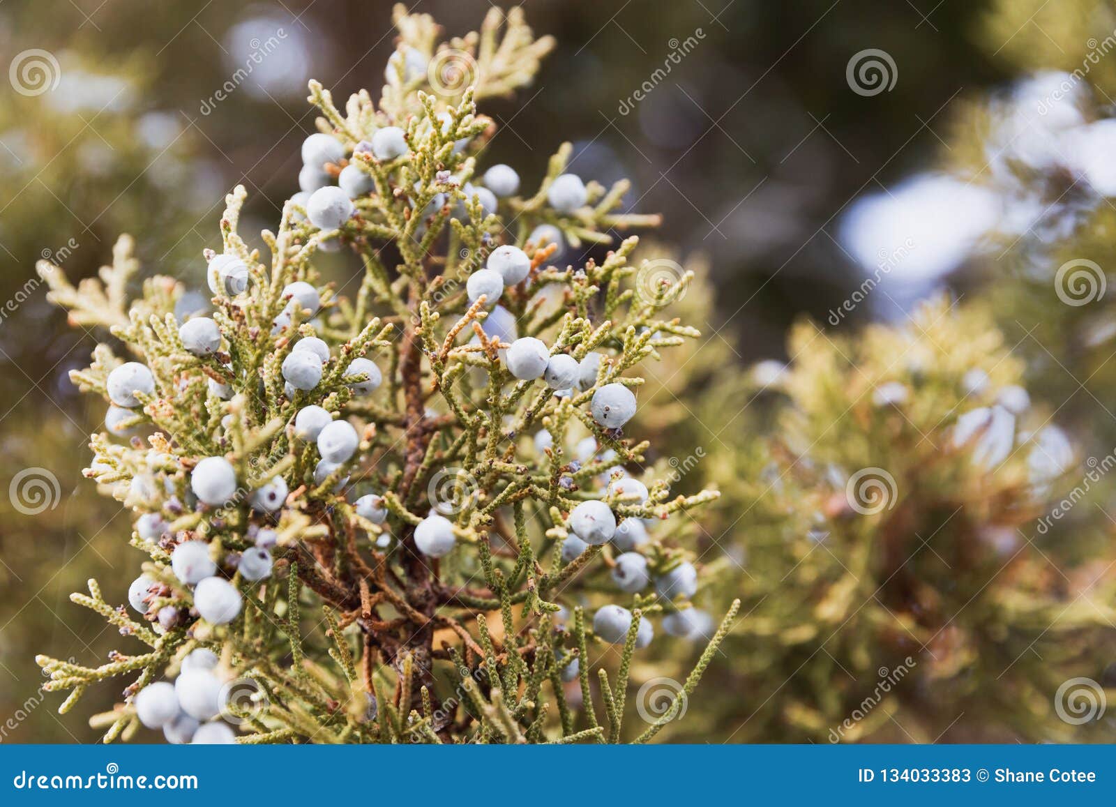 Juniper Tree Branches, Juniper Berries, Western Juniper Berry Tree ...