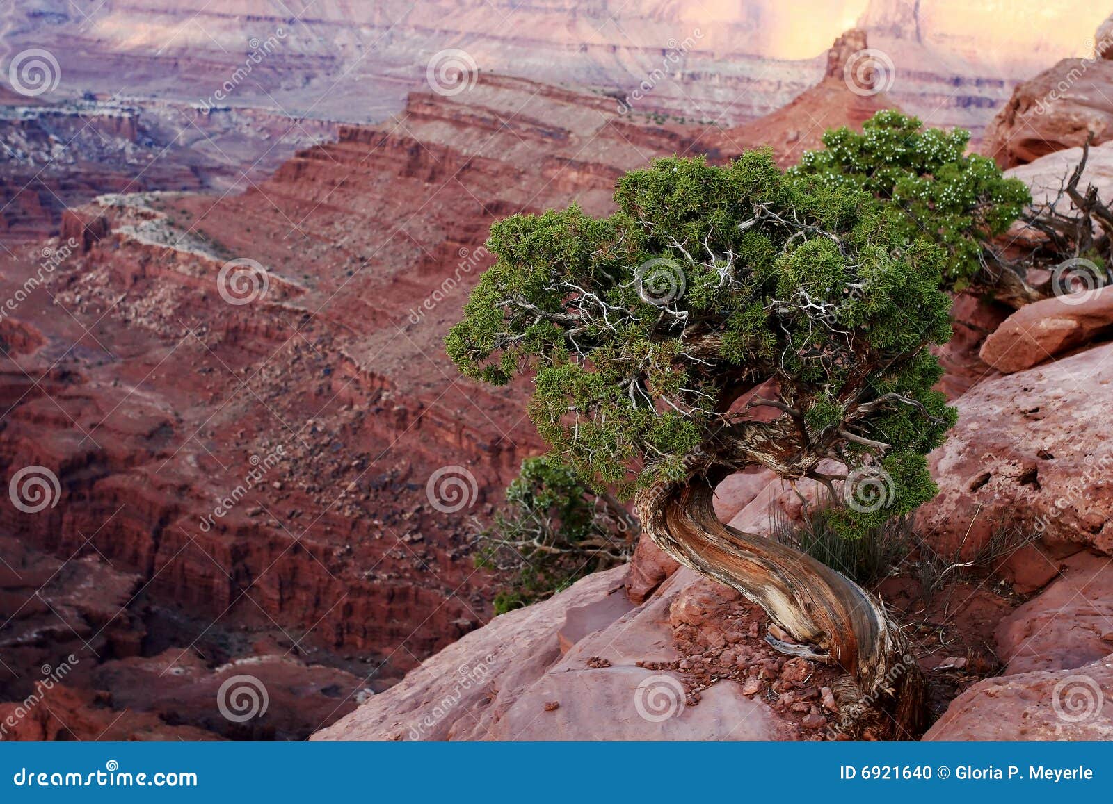 Juniper Tree and Canyon stock photo. Image of cupressaceae - 6921640