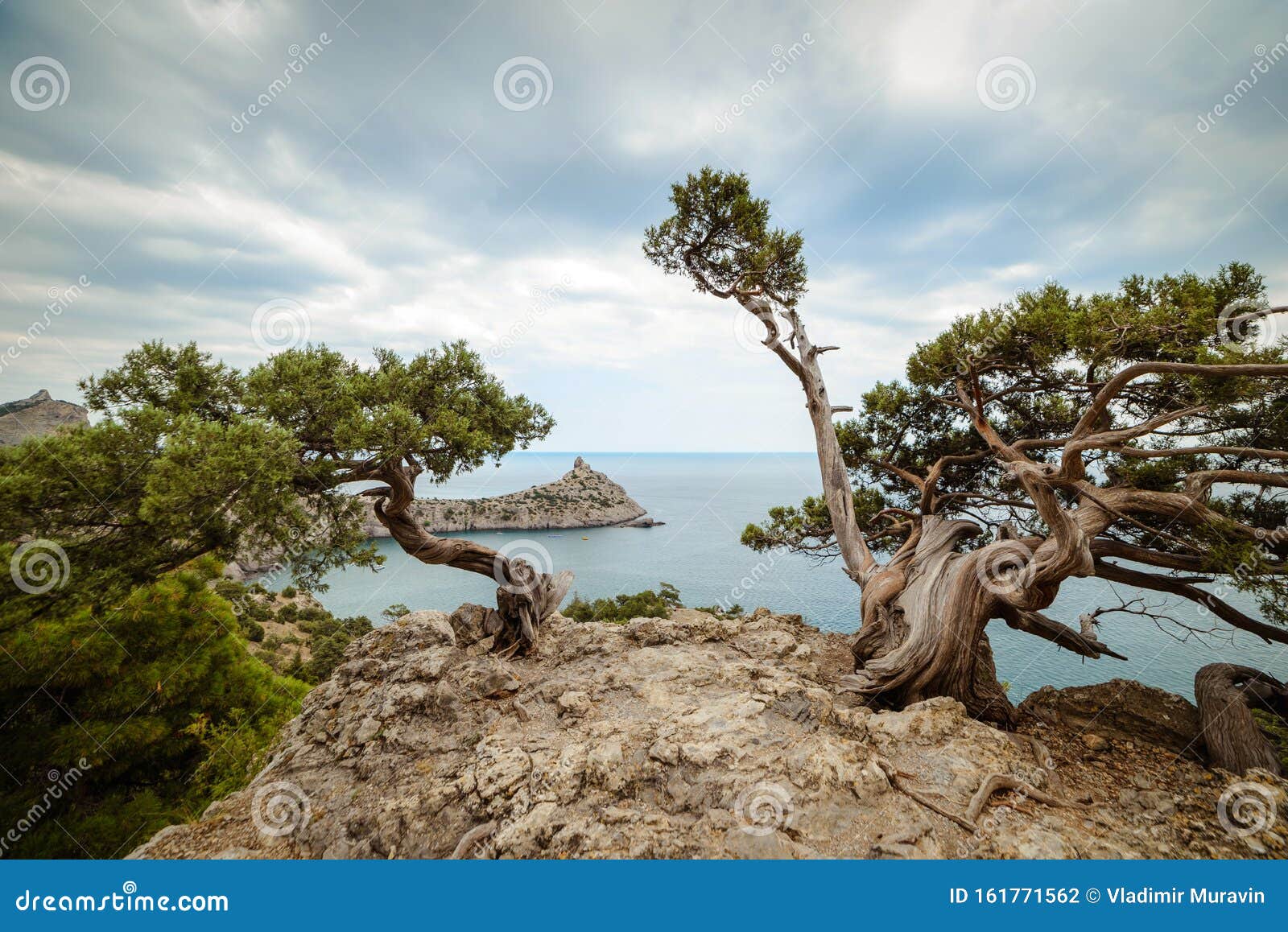 Juniper tree on a cliff stock photo. Image of beach - 161771562
