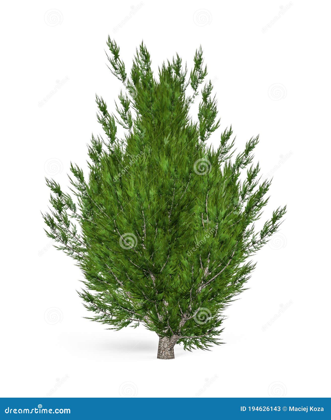 Common Juniper Illustration, Drawing, Engraving, Ink, Line Art, Vector ...