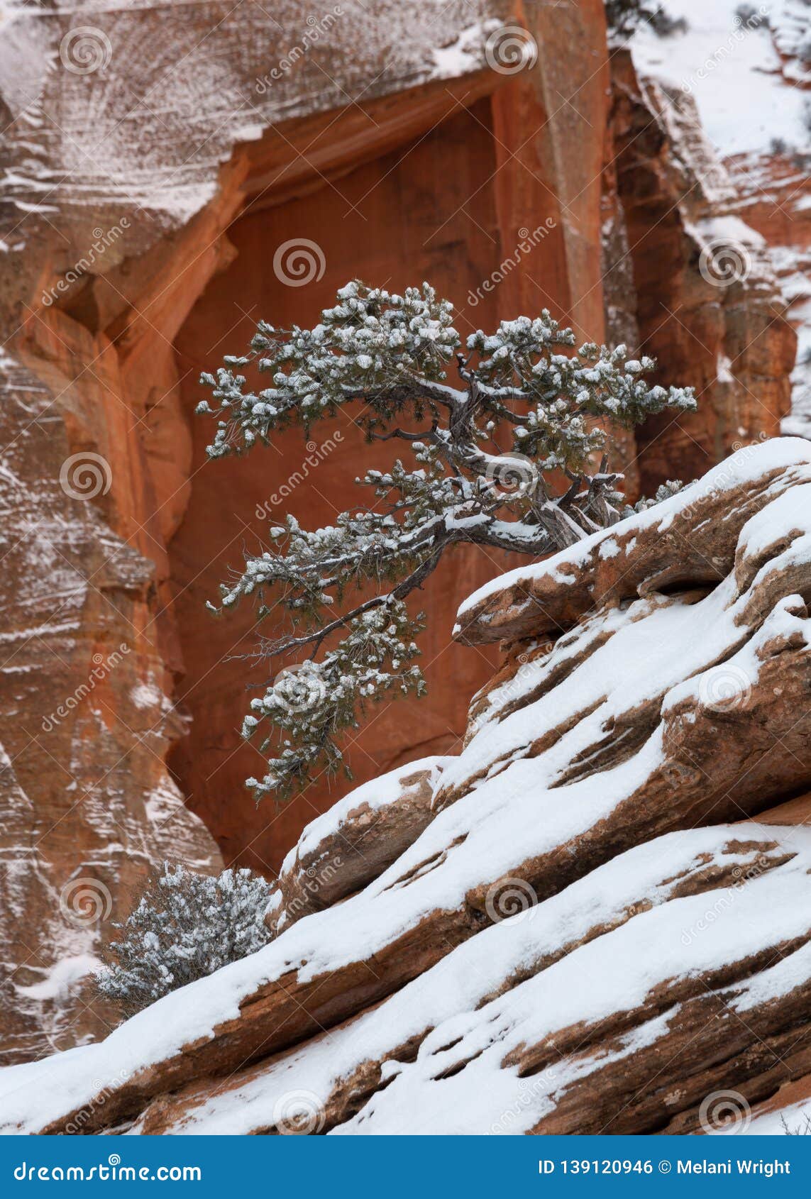 A Juniper Tree Covered with Snow Grows on a Red Sandstone Slope with an ...