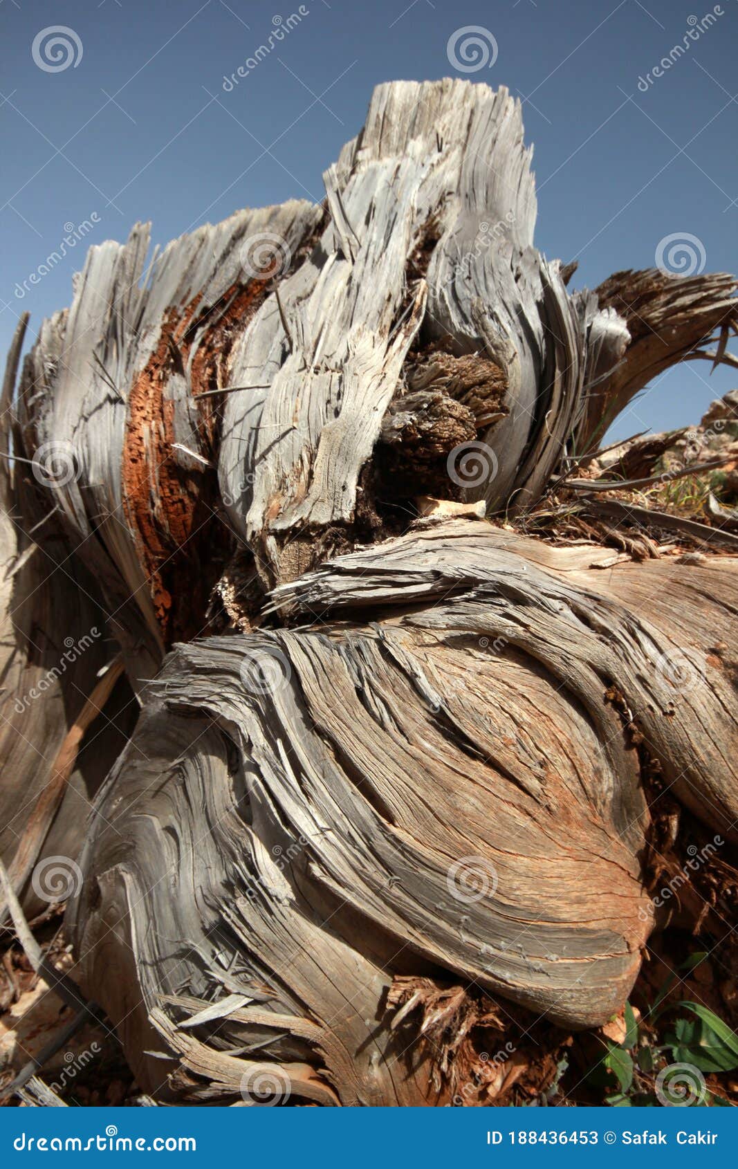 Juniper tree stock image. Image of environment, people - 188436453