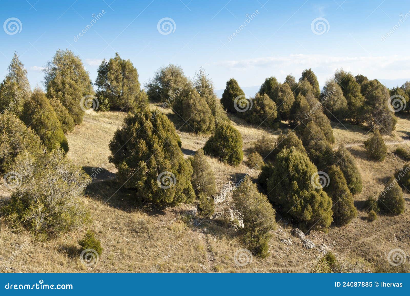 Juniper tree forest stock image. Image of botany, fall - 24087885