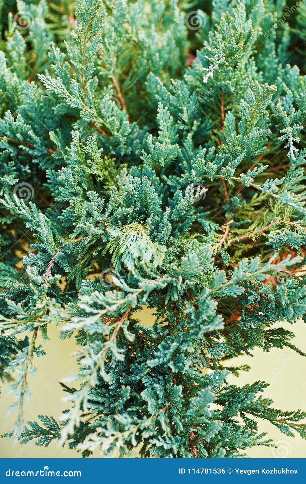 Juniper bush background stock photo. Image of background - 114781536