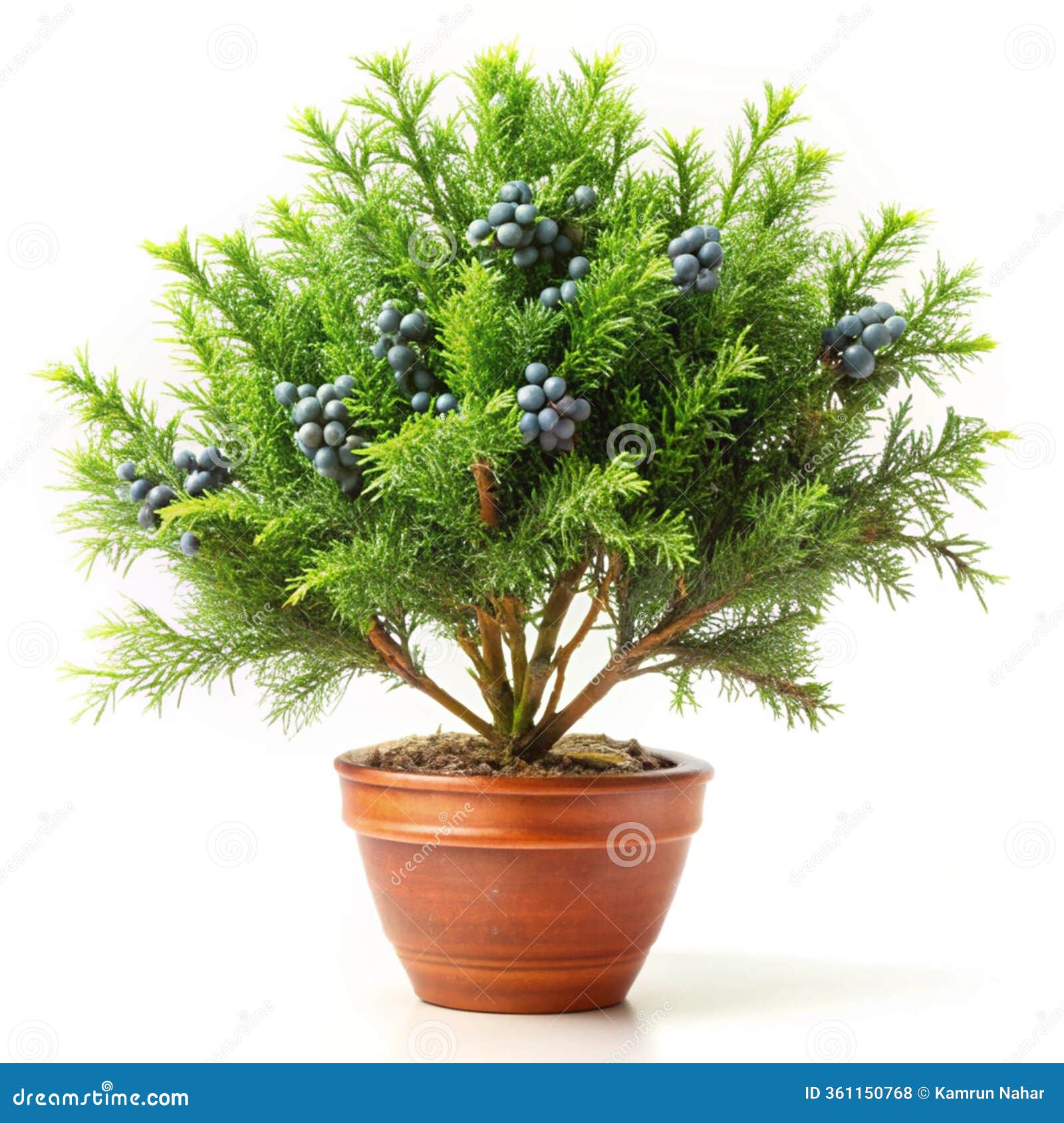 Juniper Tree Isolated on Transparent Background Stock Illustration ...