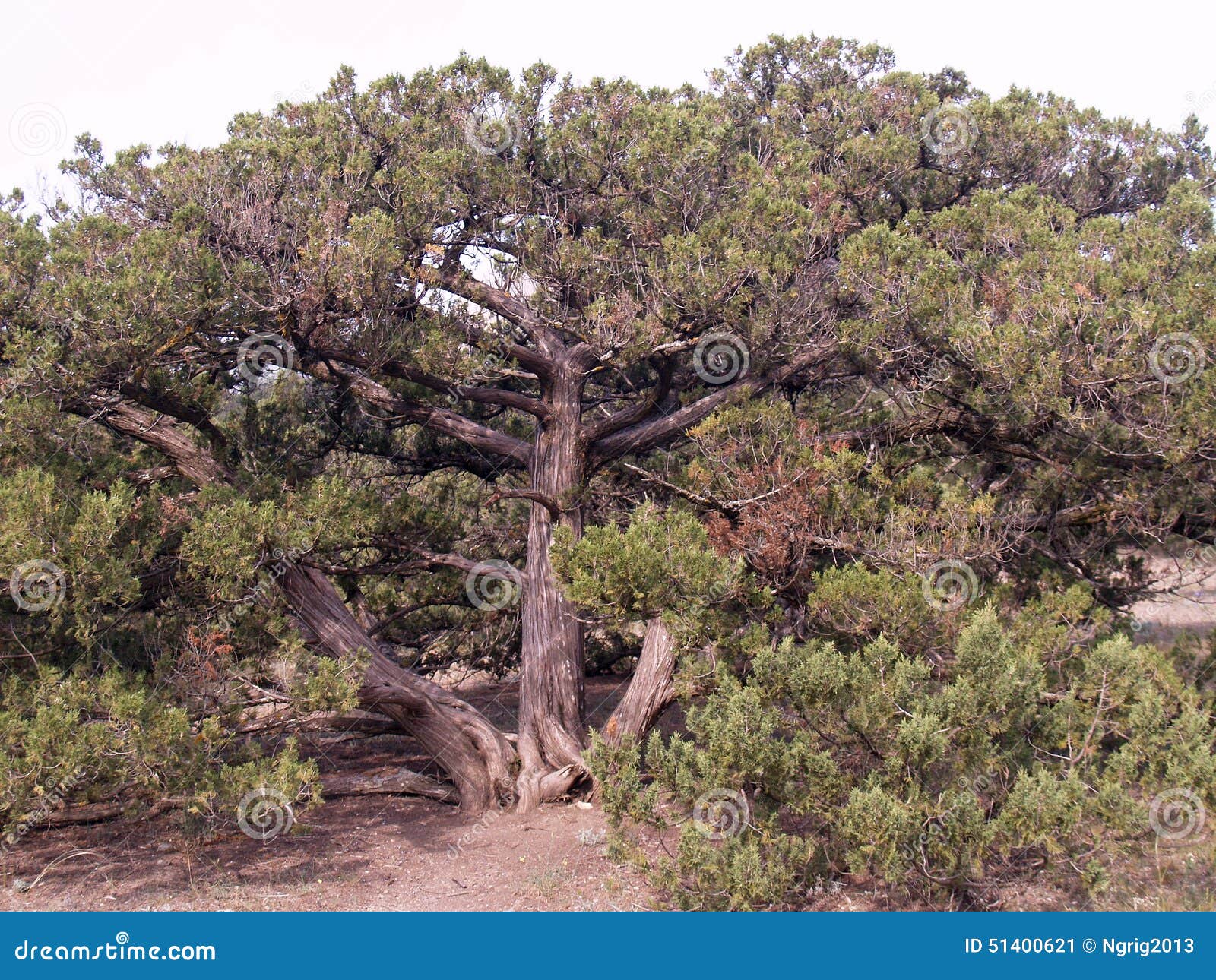 The juniper tree stock image. Image of natural, excelsa - 51400621