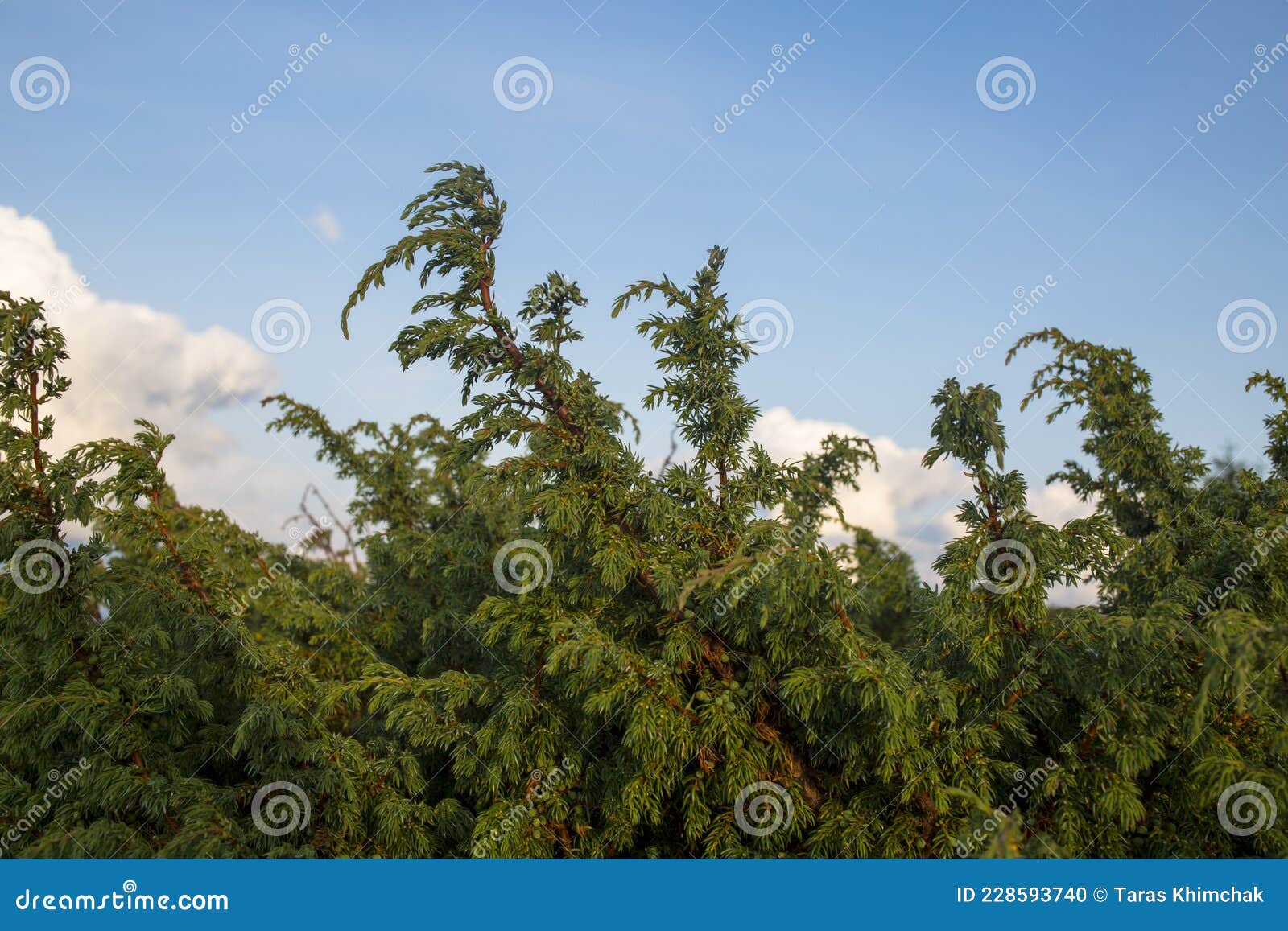Juniper Tree Juniperus Procera in the Wild Forest Environment, Commonly ...