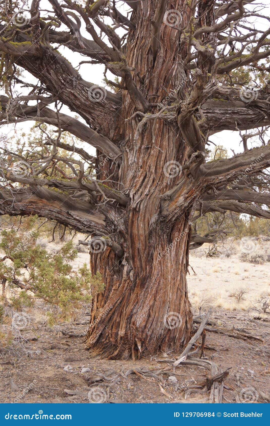 Juniper Tree in Late Afternoon Stock Photo - Image of abstract, high ...
