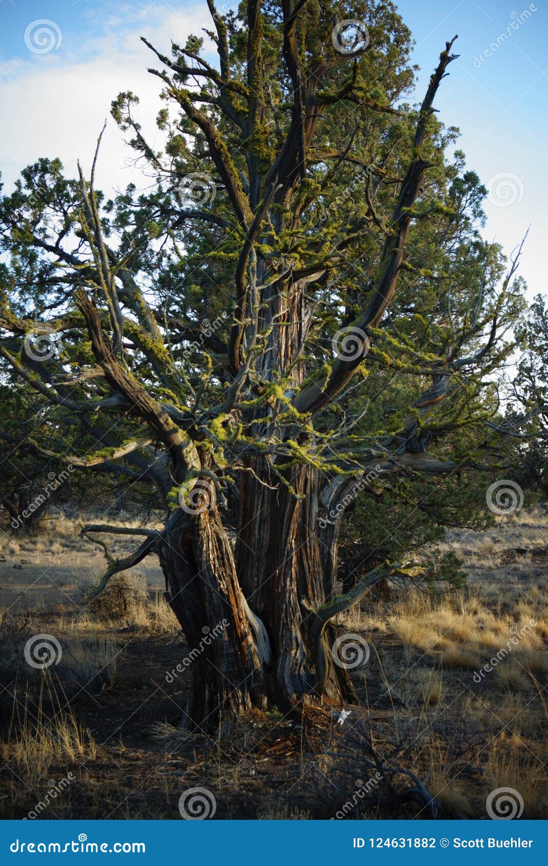 A Juniper Tree in Late Afternoon Stock Photo - Image of light, texture ...