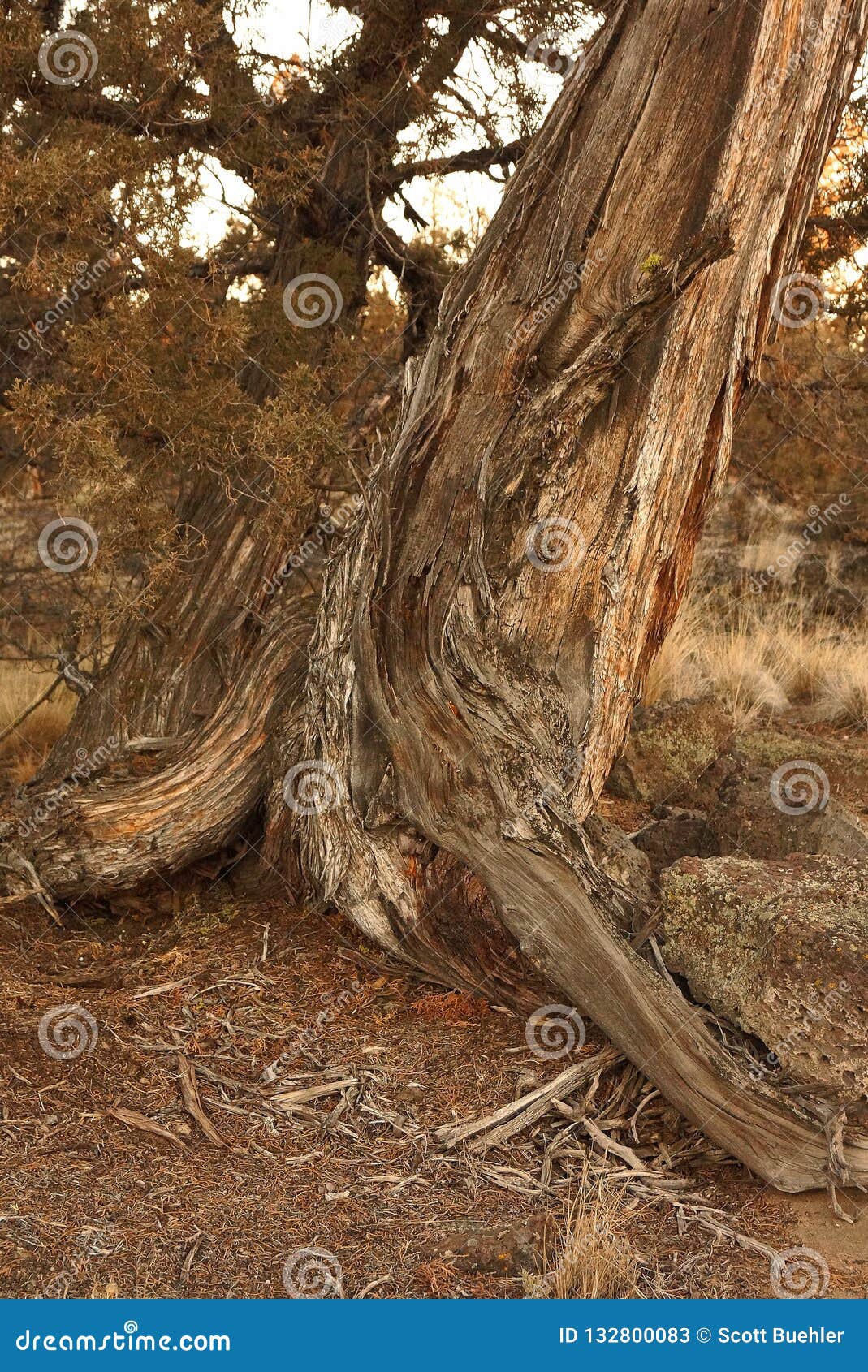 Juniper Tree in Late Afternoon Stock Image - Image of redmond, oregon ...