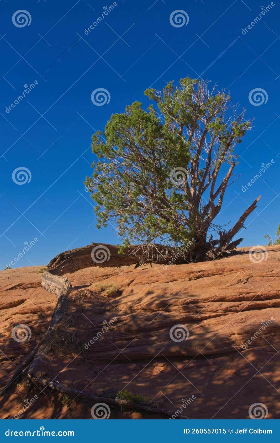 Juniper Tree with Long Root at Canyon De Chelle, Arizona Stock Image ...